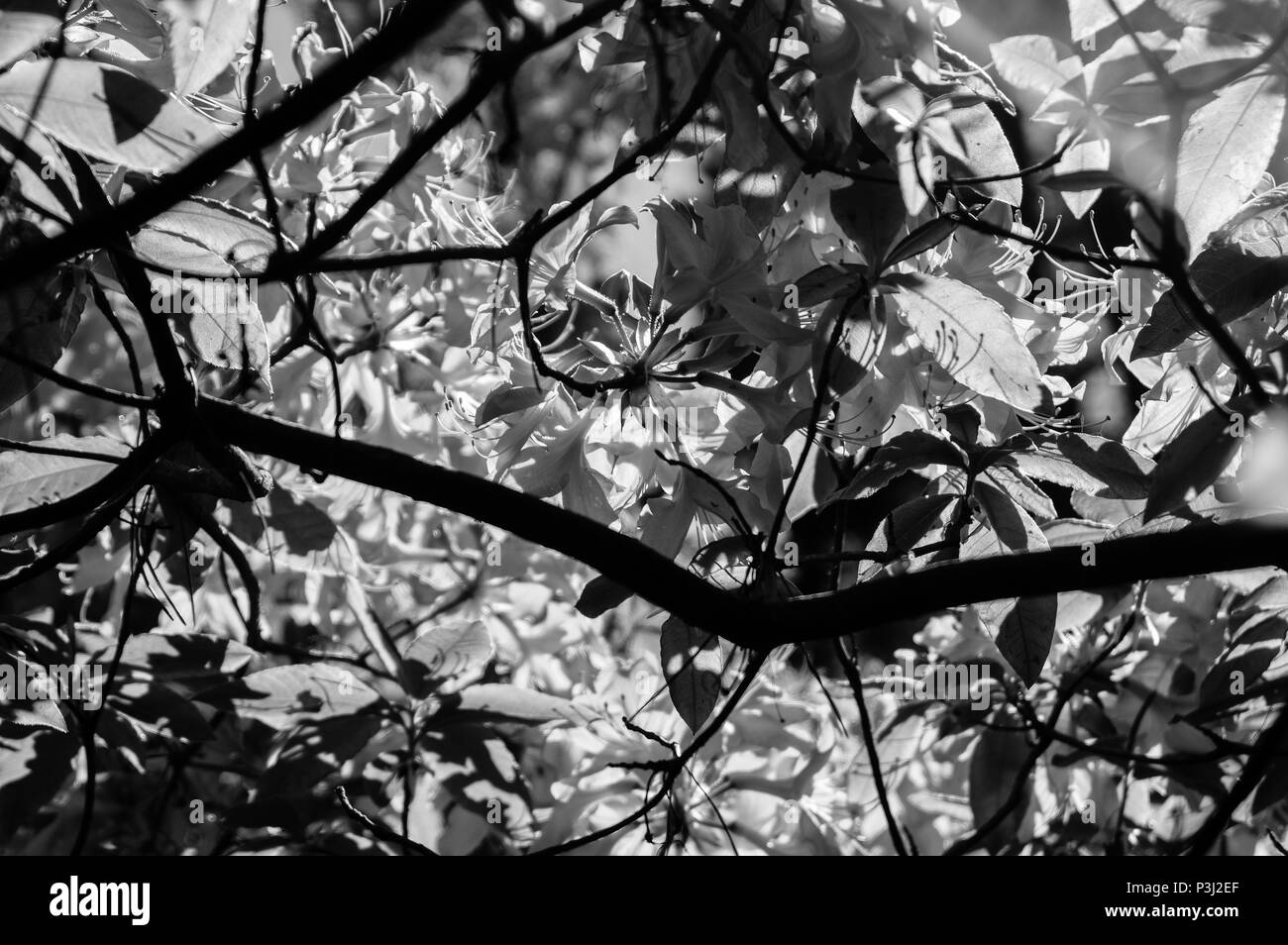 Rhododendron's Black and White Stock Photos & Images - Alamy