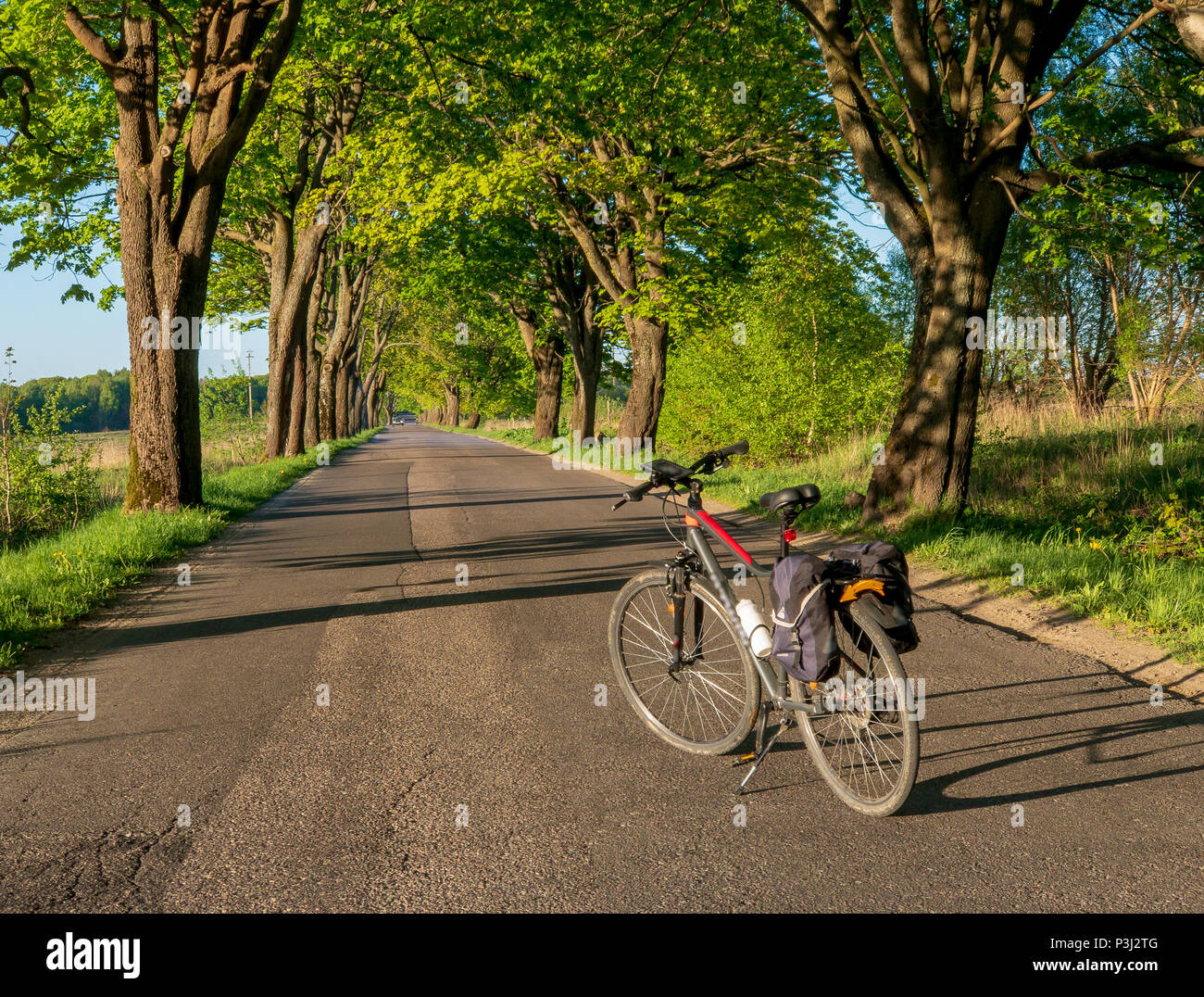 Bicycle on the road with trees Stock Photo - Alamy