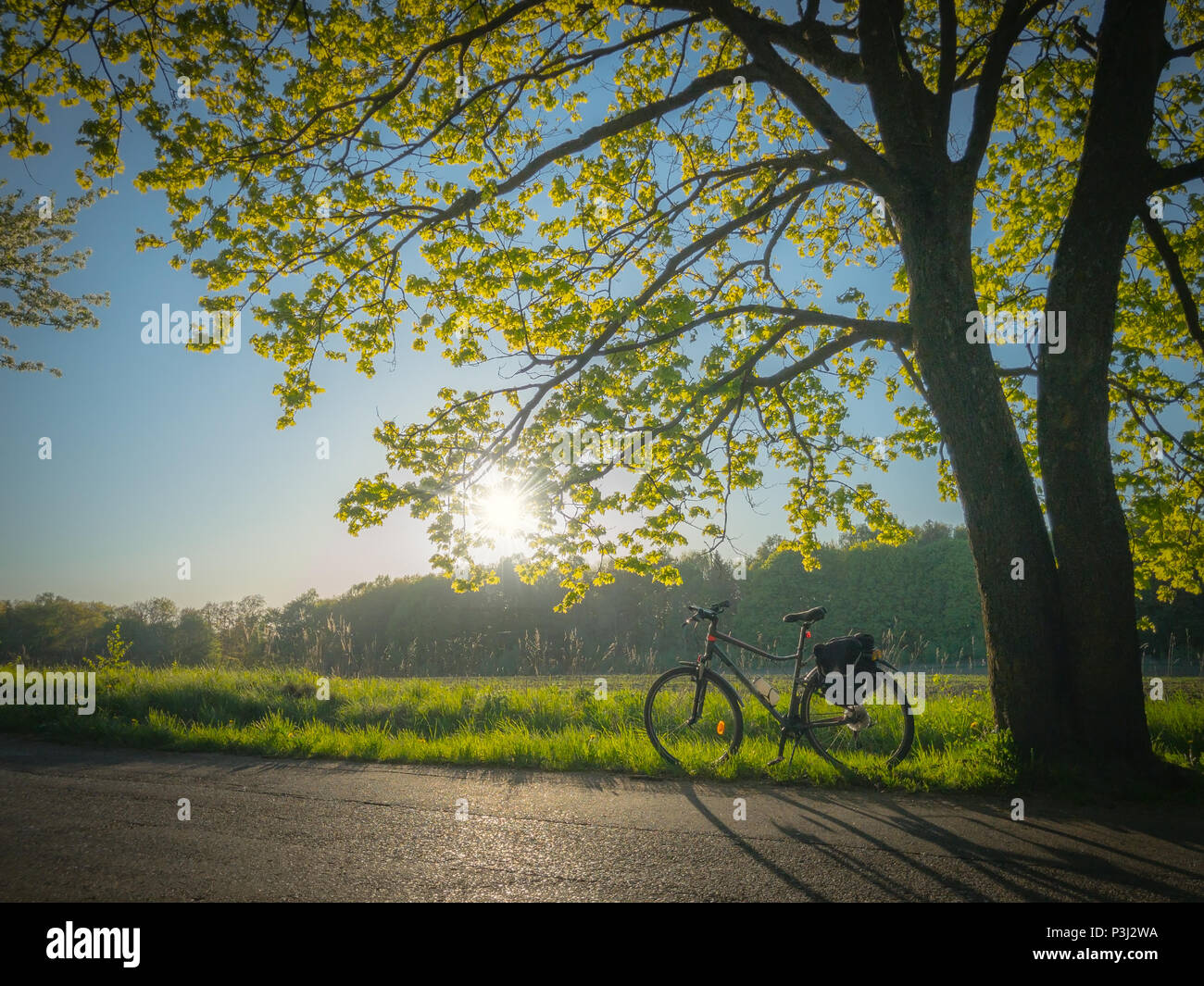 Bicycle on the road with trees Stock Photo - Alamy