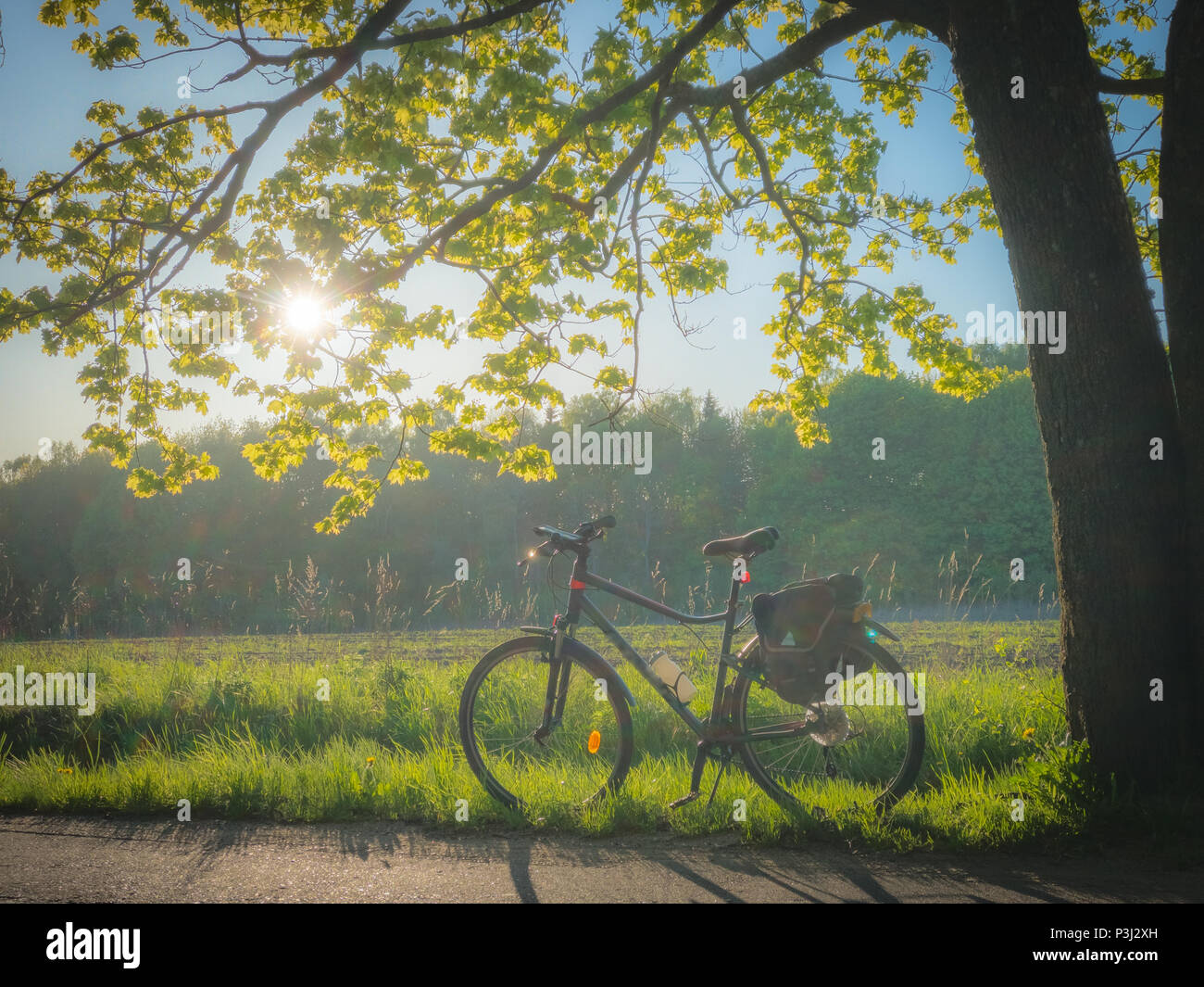 Bicycle on the road with trees Stock Photo - Alamy