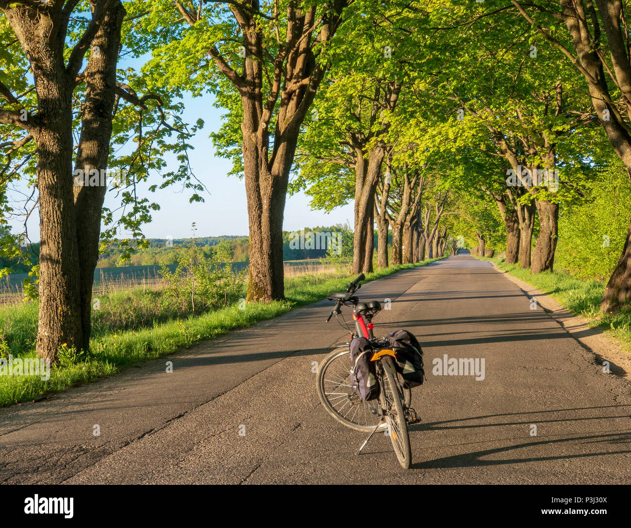 Bicycle on the road with trees Stock Photo - Alamy