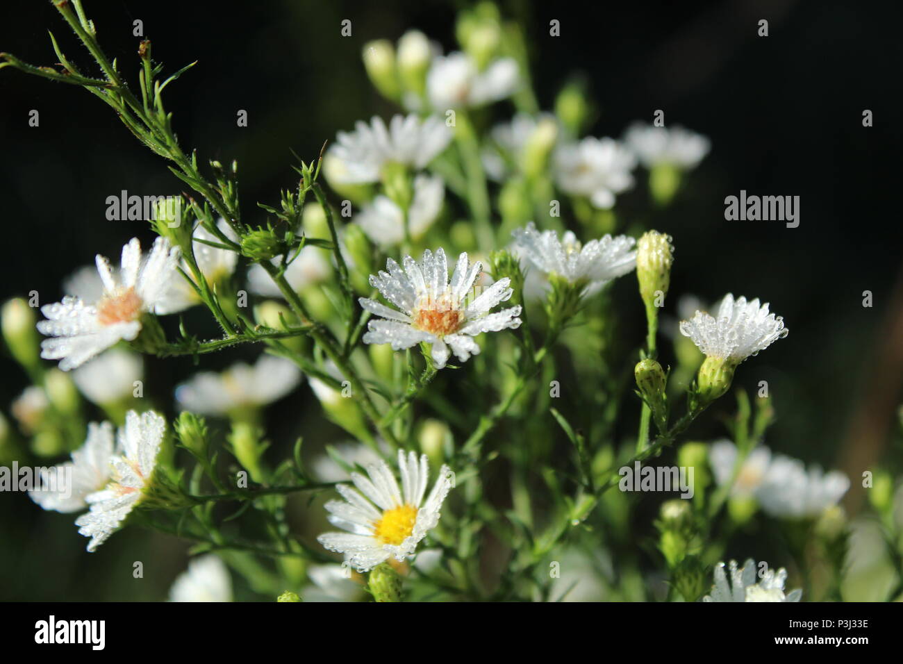 These are some of the flowers, insects, and wildlife found in Upstate ...