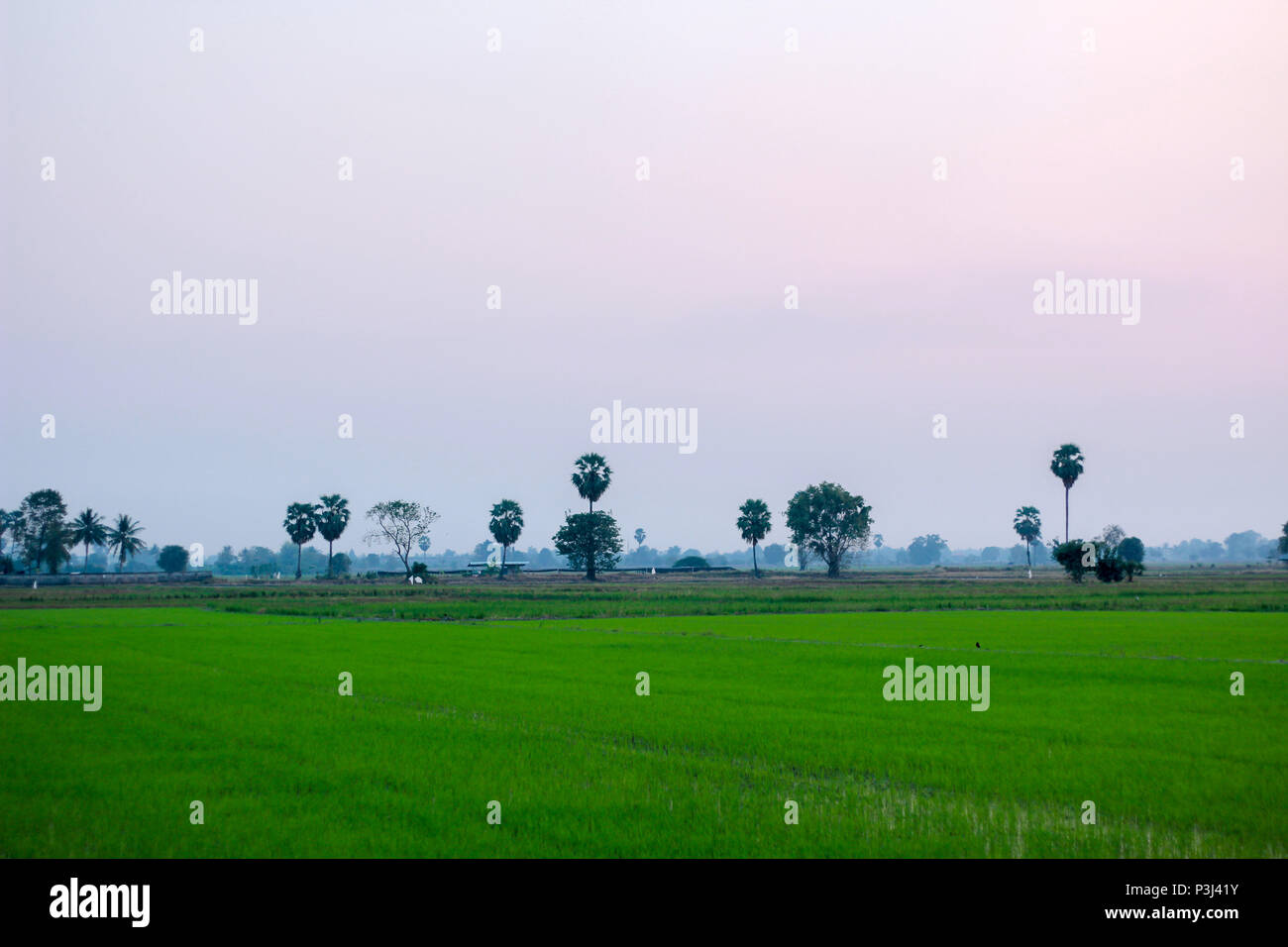 Fresh green rice paddy field in the sun set Stock Photo - Alamy