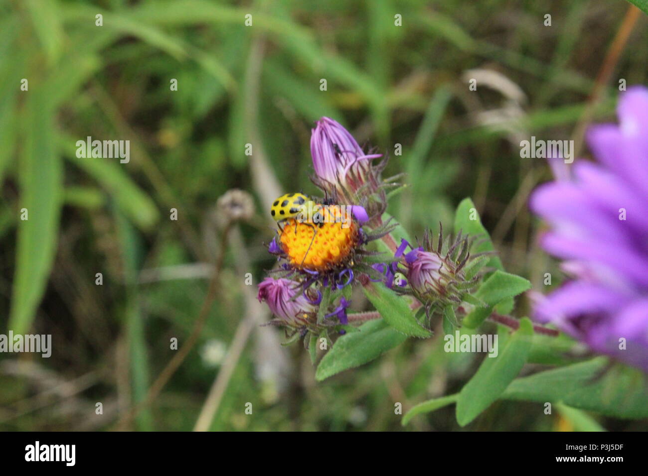These are some of the flowers, insects, and wildlife found in Upstate ...