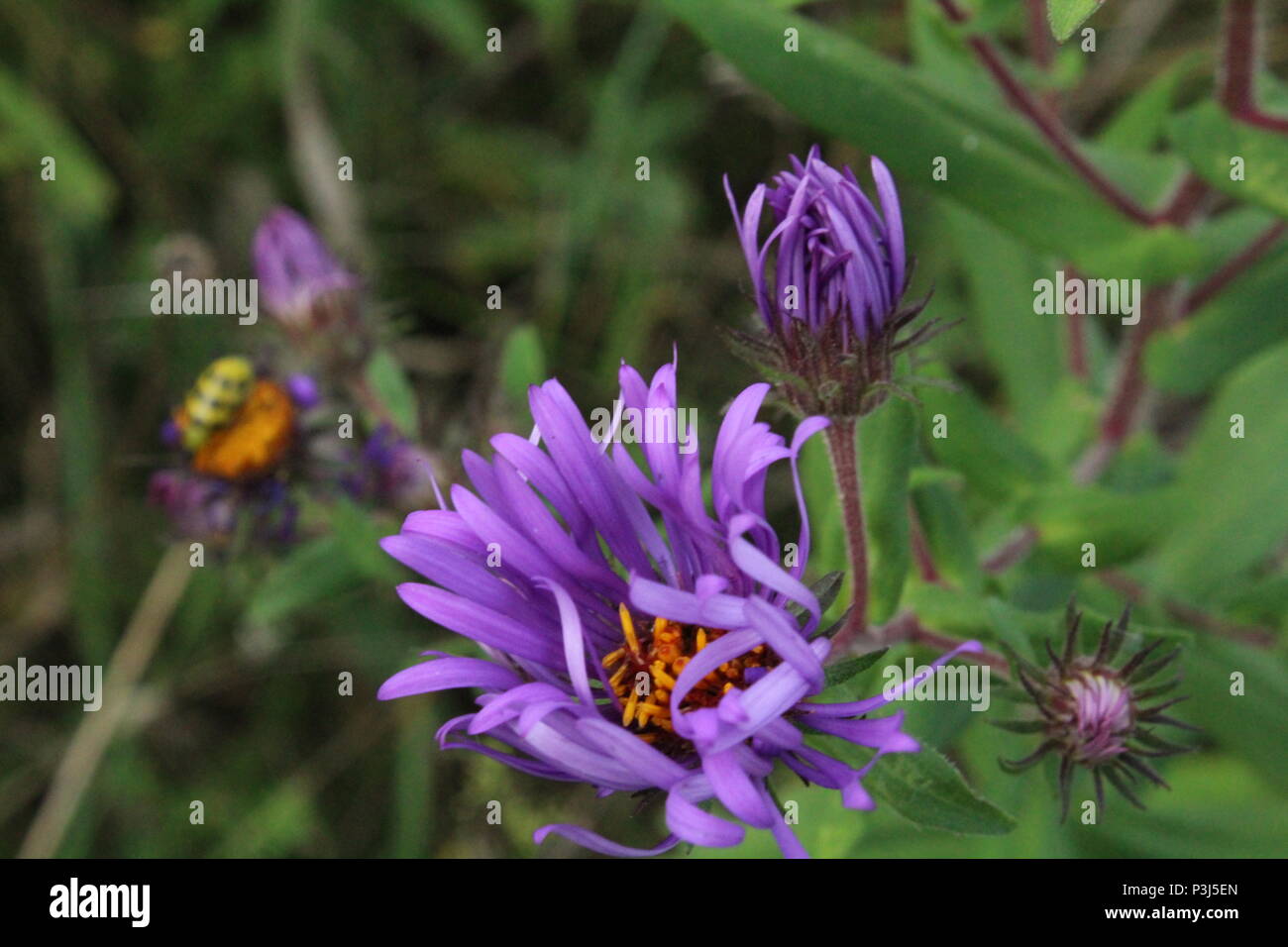 Wet wasp hi-res stock photography and images - Alamy