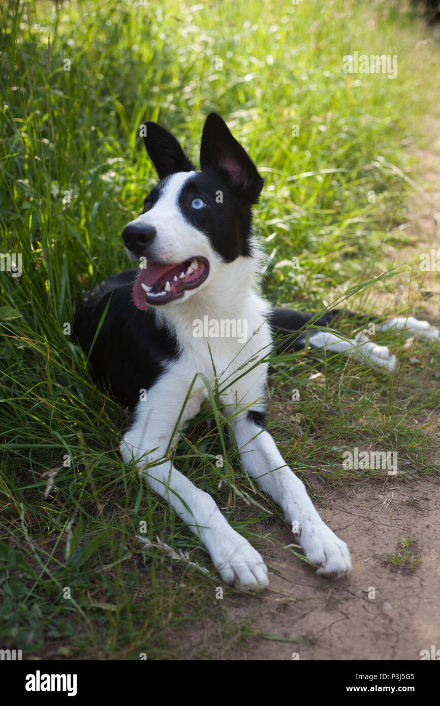 Two border collie sheep hi-res stock photography and images - Alamy