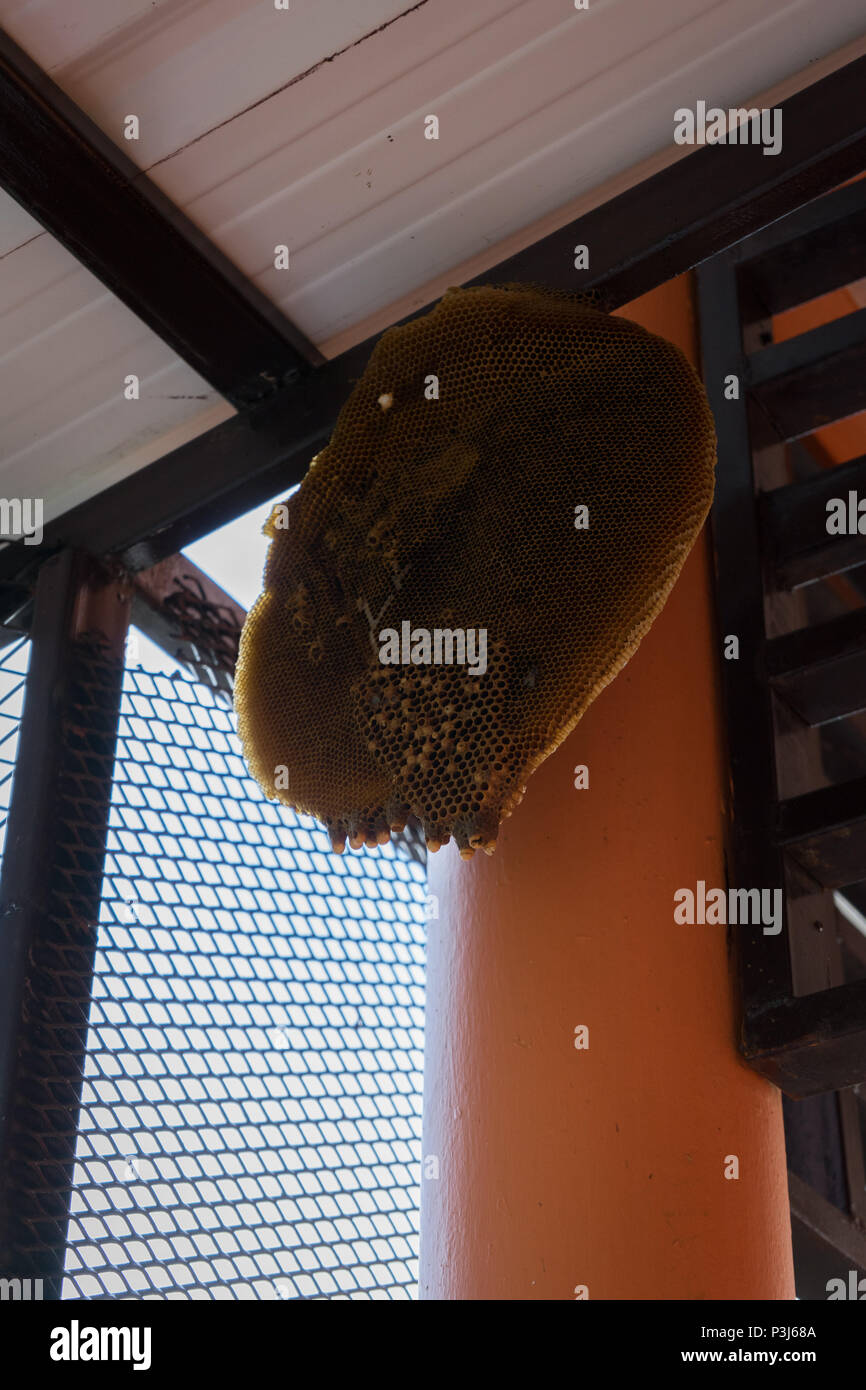 Empty bee hive hi-res stock photography and images - Alamy