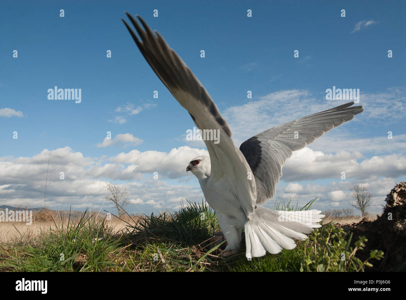Black-shouldered kite (Elanus caeruleus), with open wings and landscape ...