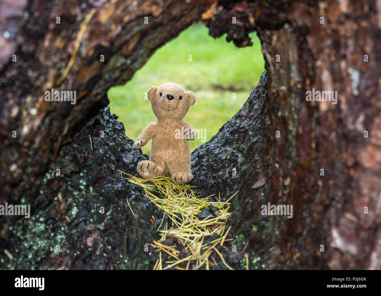 A cute teddy bear standing in the hole of a tree Stock Photo - Alamy