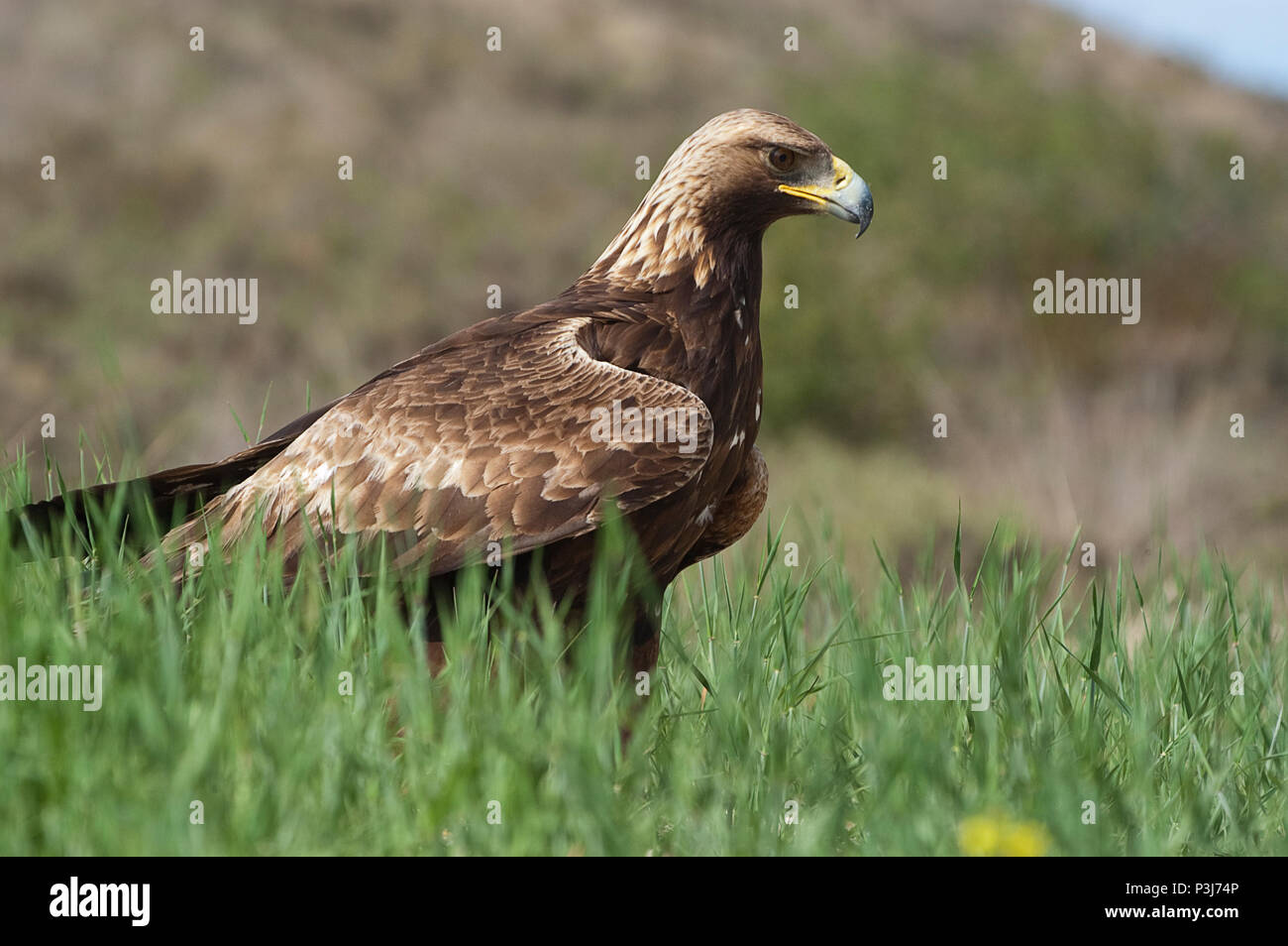 golden eagle (Aquila chrysaetos), portrait Stock Photo - Alamy