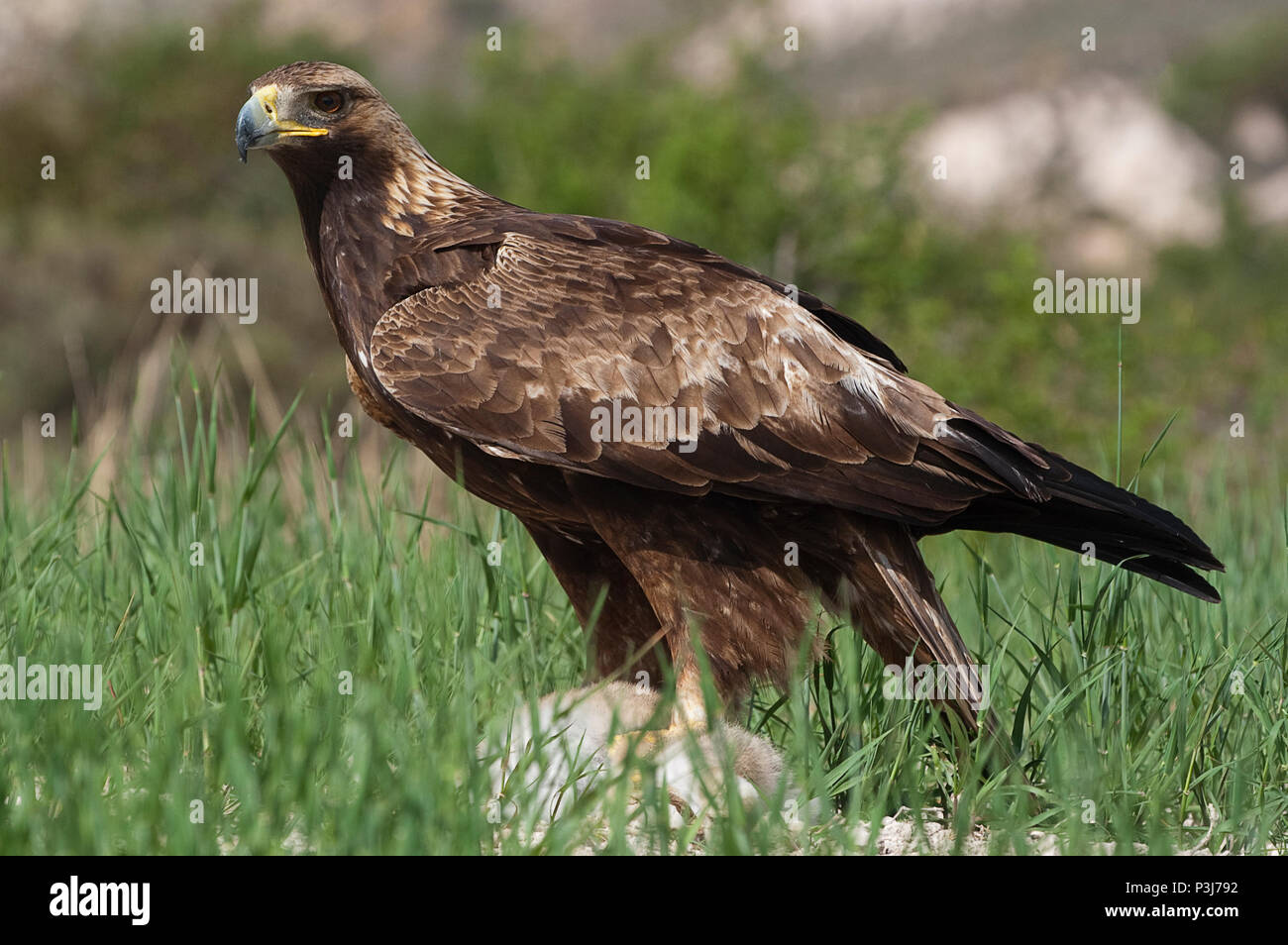 Eagle With A Rabbit As A Prey High Resolution Stock Photography and ...