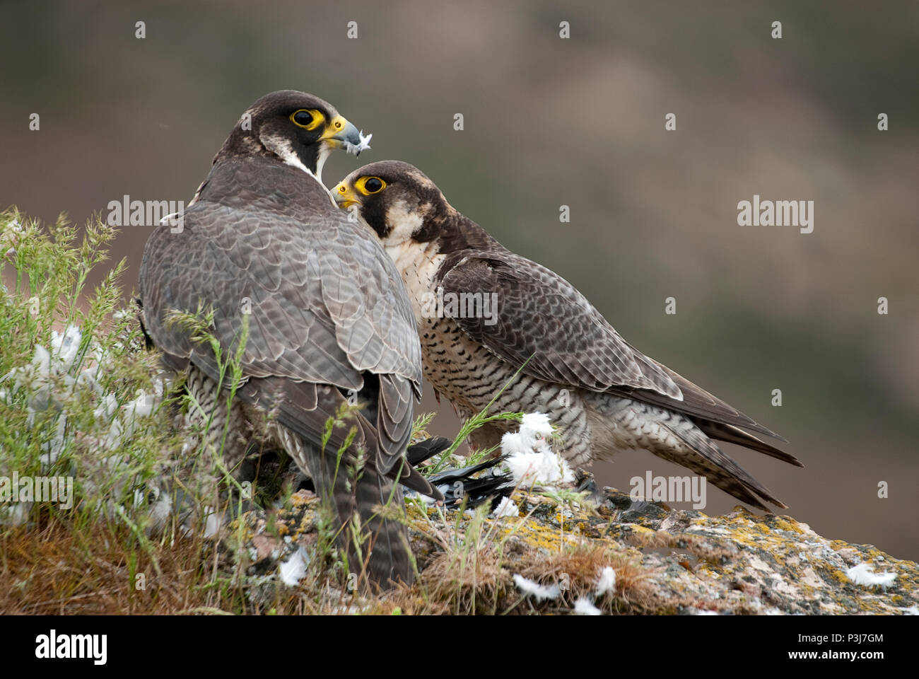 Peregrine falcon on the rock. Bird of prey, Couple sharing their prey ...