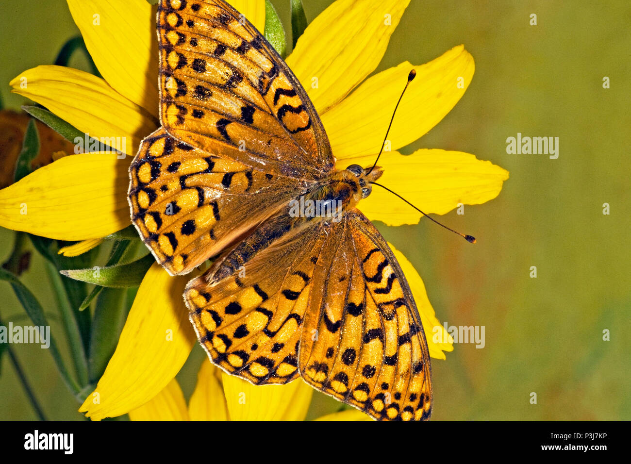 Detail of a Coronis Fritillary Butterfly on a balsamroot wildflower in ...