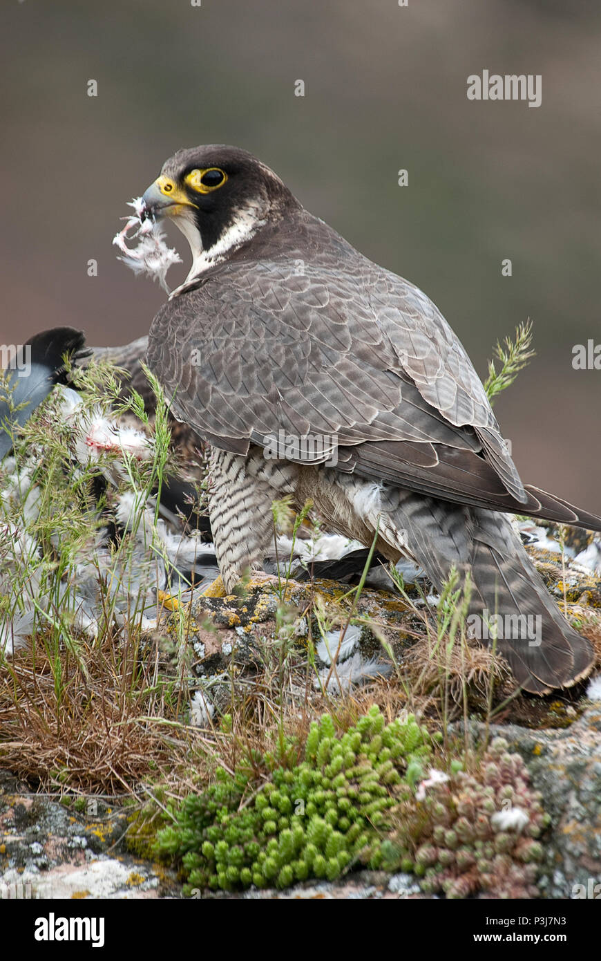 Peregrine falcon on the rock. Bird of prey, female portrait, Falco ...