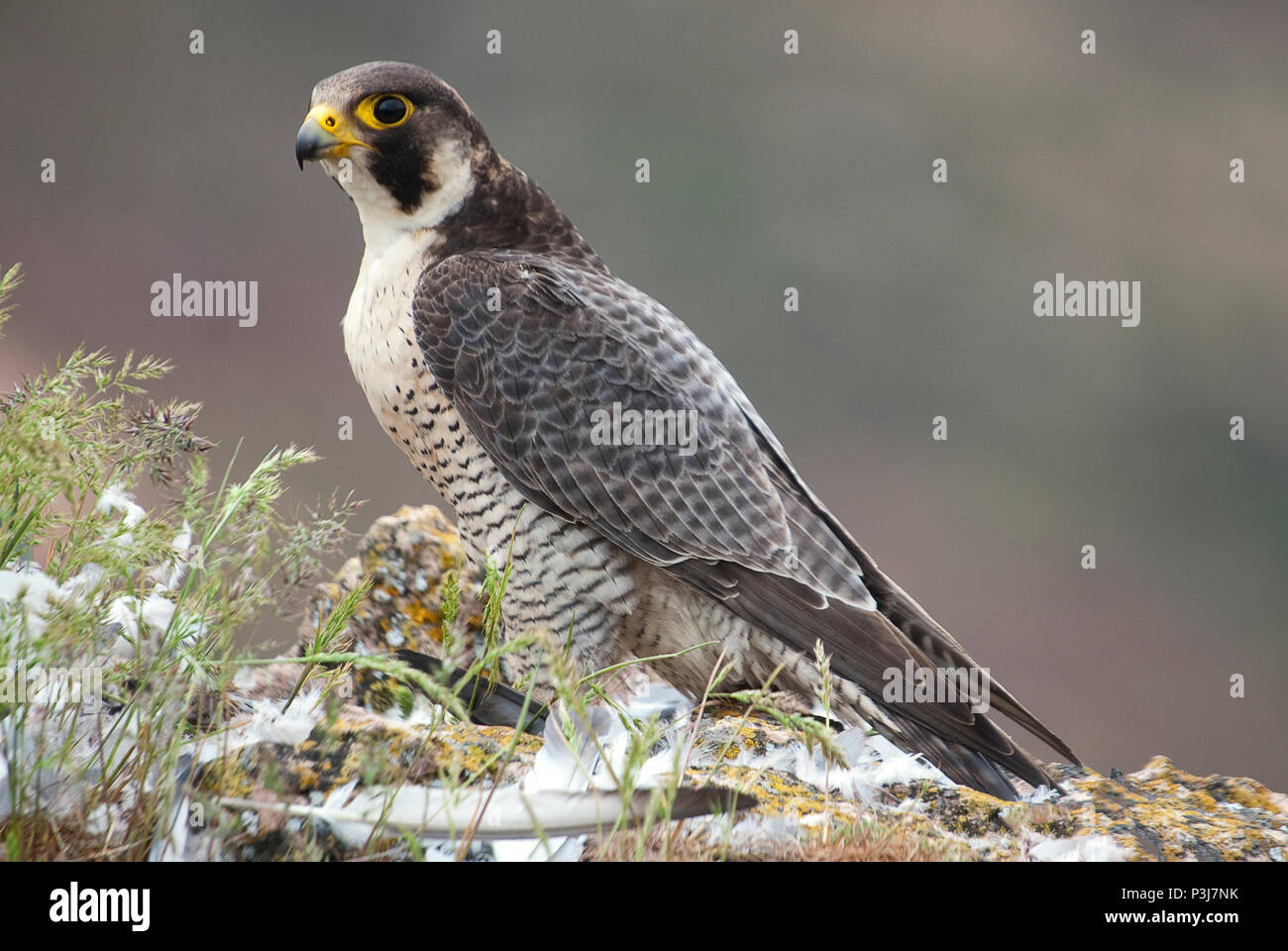 Peregrine falcon on the rock. Bird of prey, female portrait, Falco ...