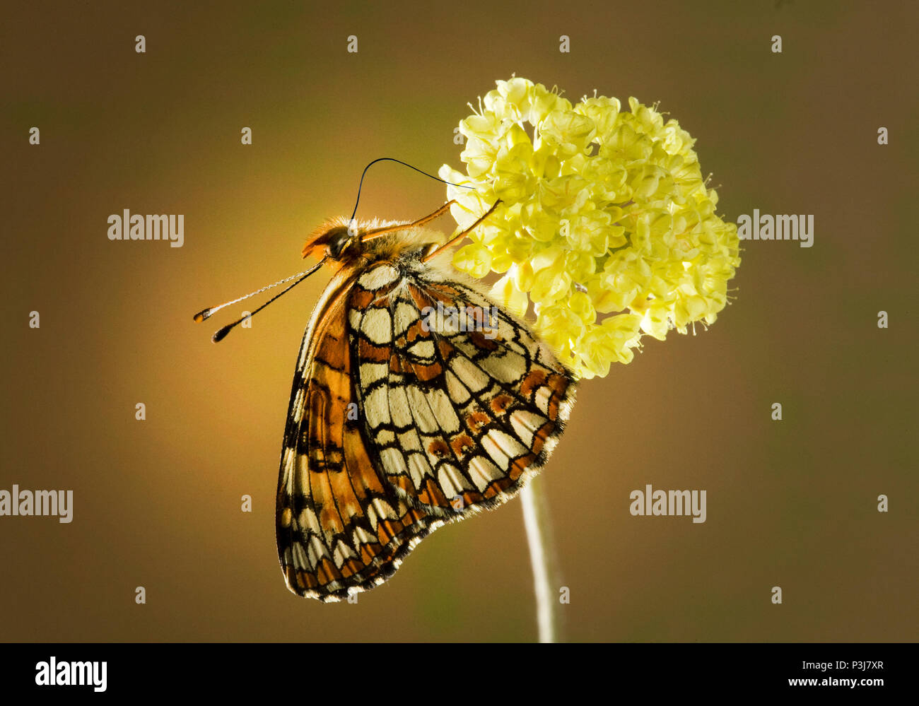 Male checkerspot butterfly hi-res stock photography and images - Alamy