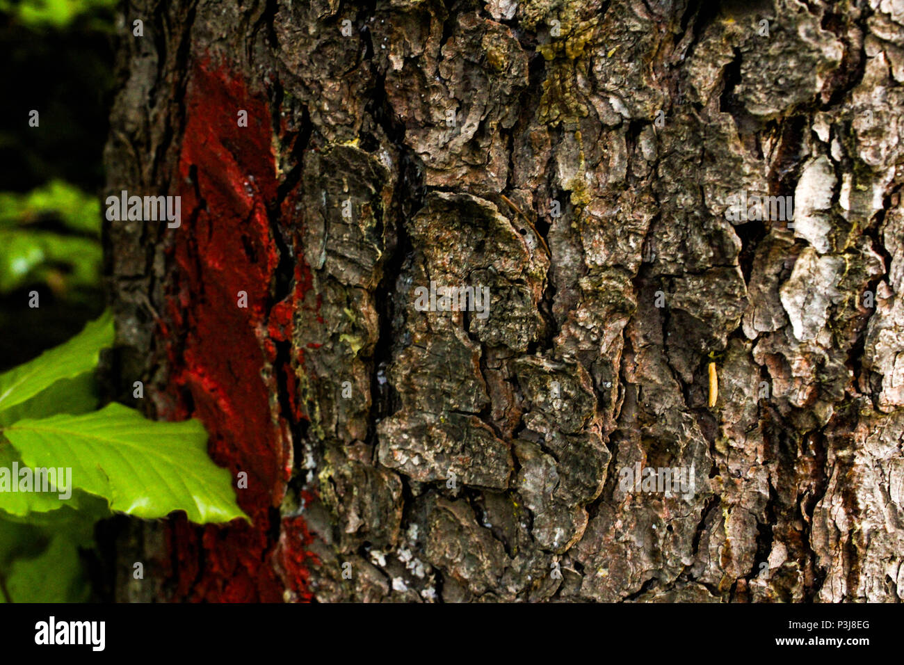 The painted bark of a tree Stock Photo - Alamy