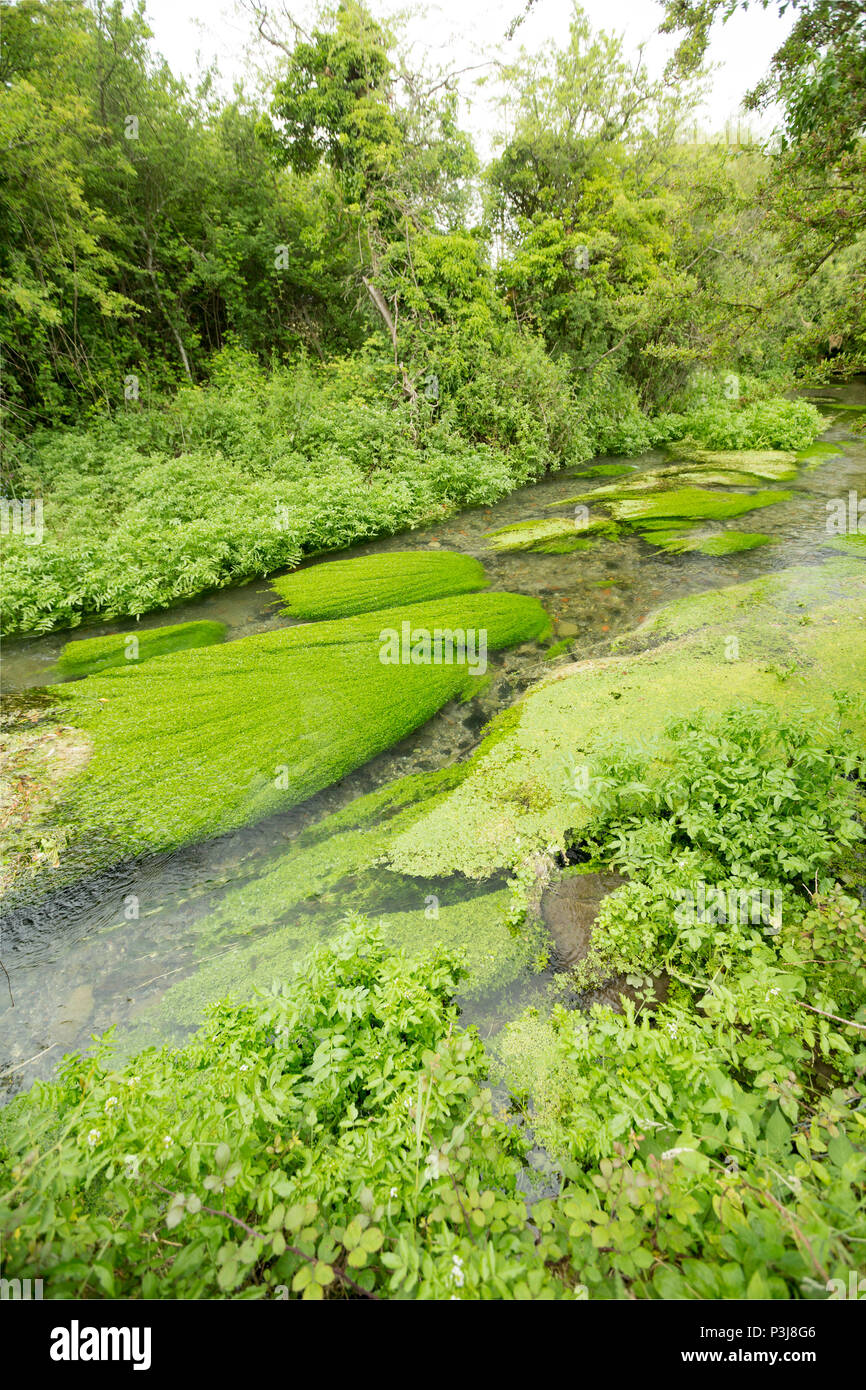 Chalkstreams and plants hi-res stock photography and images - Alamy