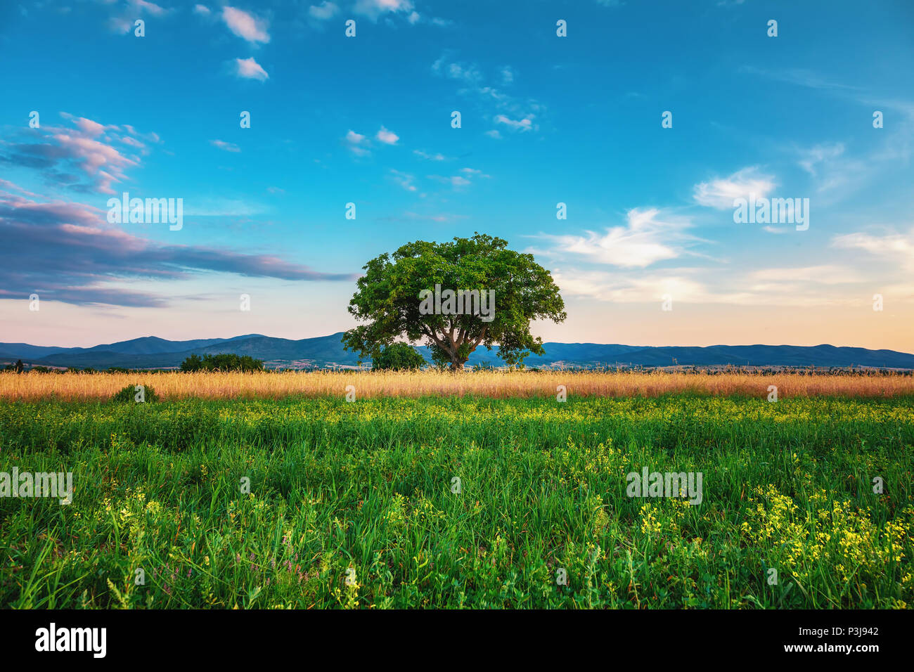 Big green tree in a field Stock Photo - Alamy