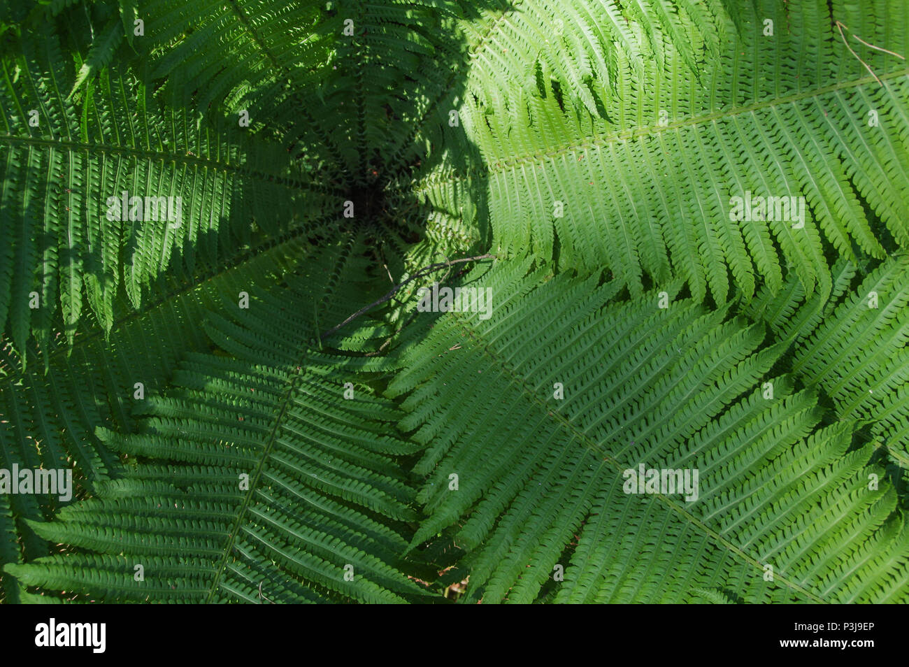 Natural fern in the forest Stock Photo - Alamy