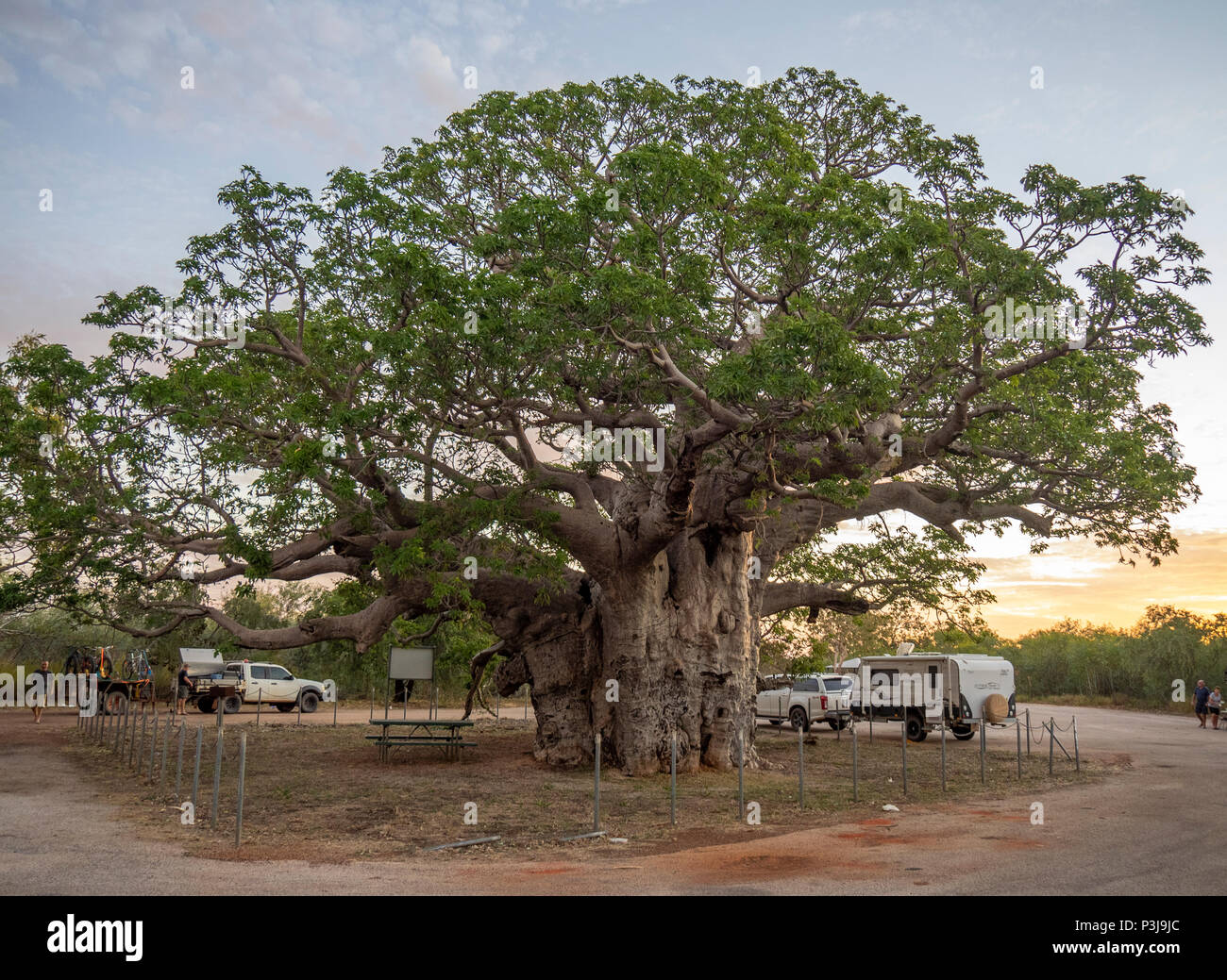 Australian baobab tree hi-res stock photography and images - Alamy