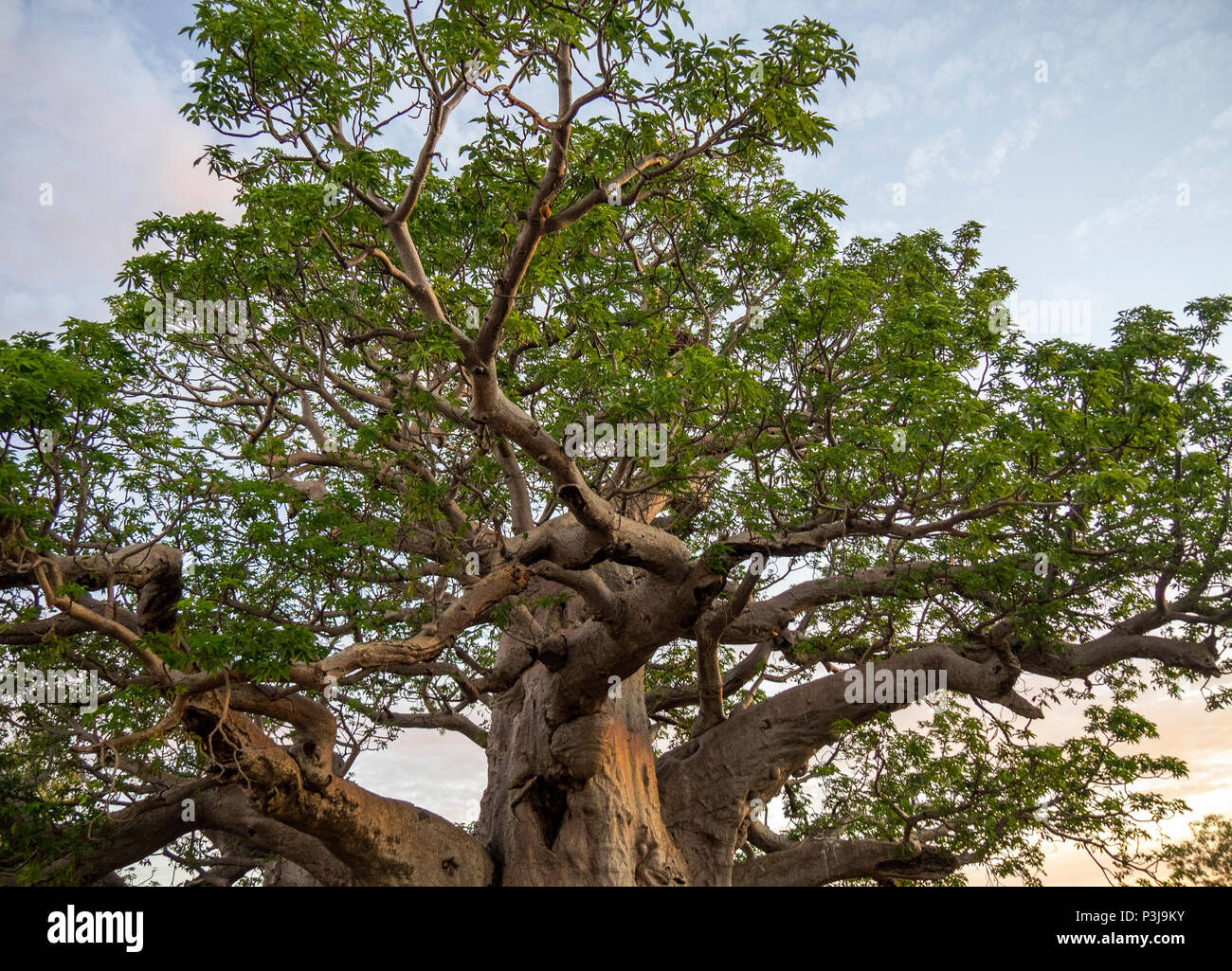 Baobab Tree Trunk High Resolution Stock Photography and Images - Alamy