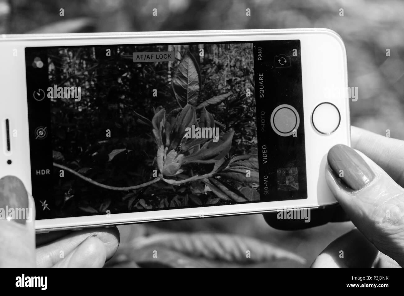 Hand smartphone taking photo Black and White Stock Photos & Images - Alamy