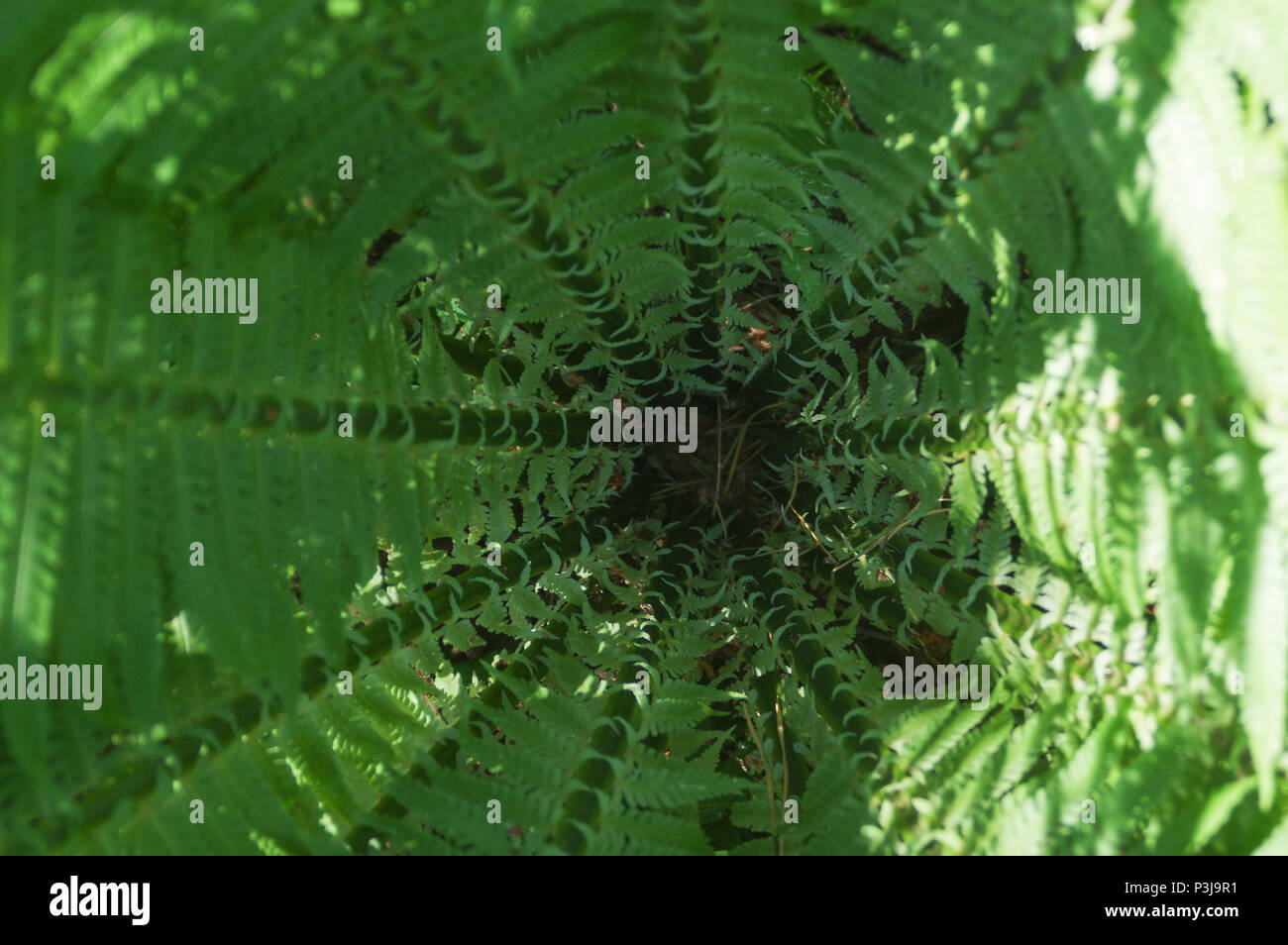 Natural fern in the forest Stock Photo - Alamy