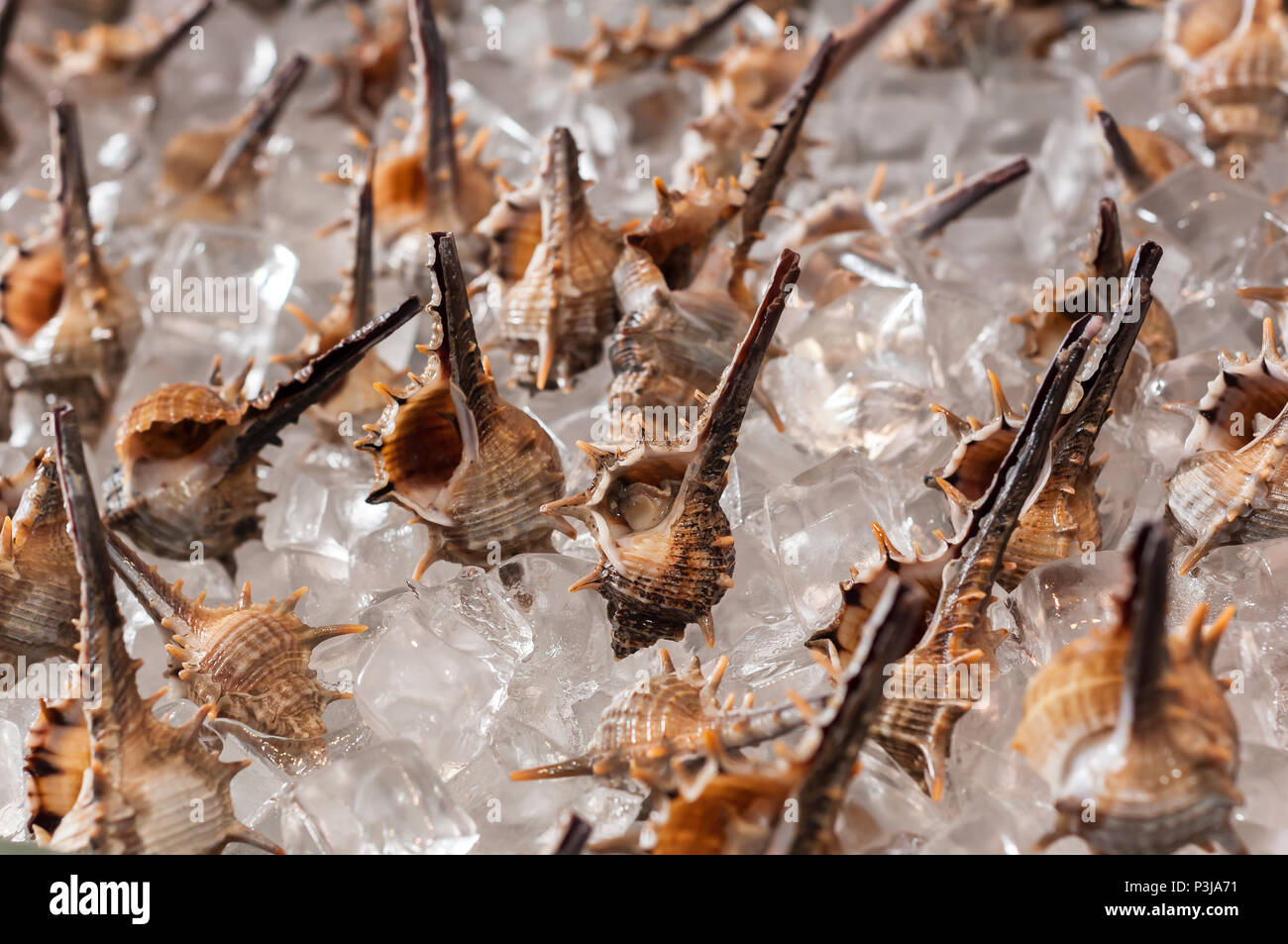 Thorn conch shell hi-res stock photography and images - Alamy