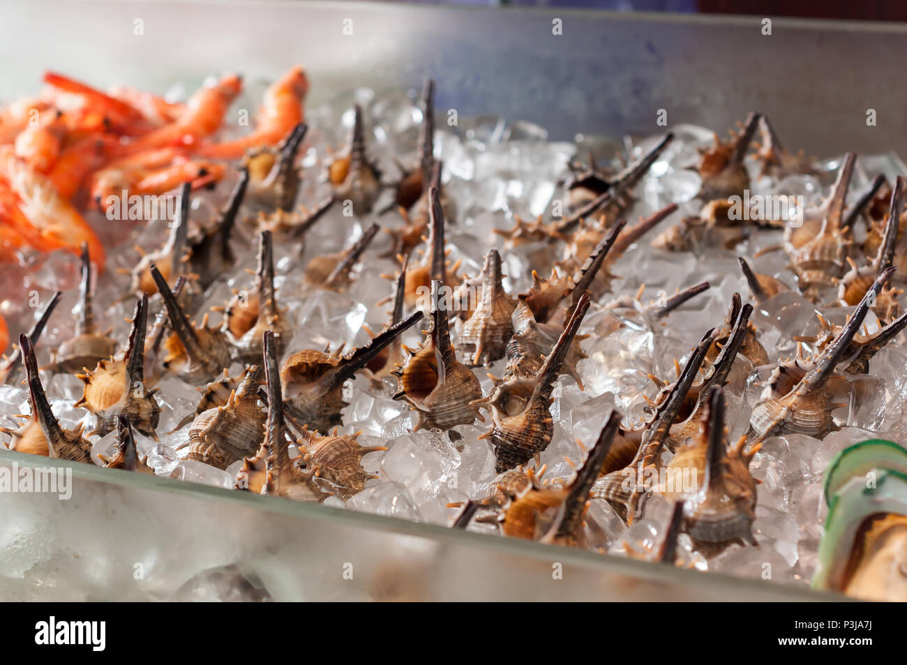 conch on ice Stock Photo - Alamy