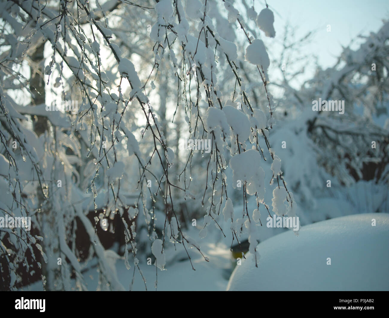 Frozen trees in a garden and branches covered with ice Stock Photo - Alamy