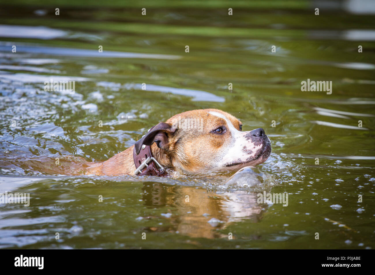 Bulldog swimming in a pond on a hot summer day Stock Photo - Alamy