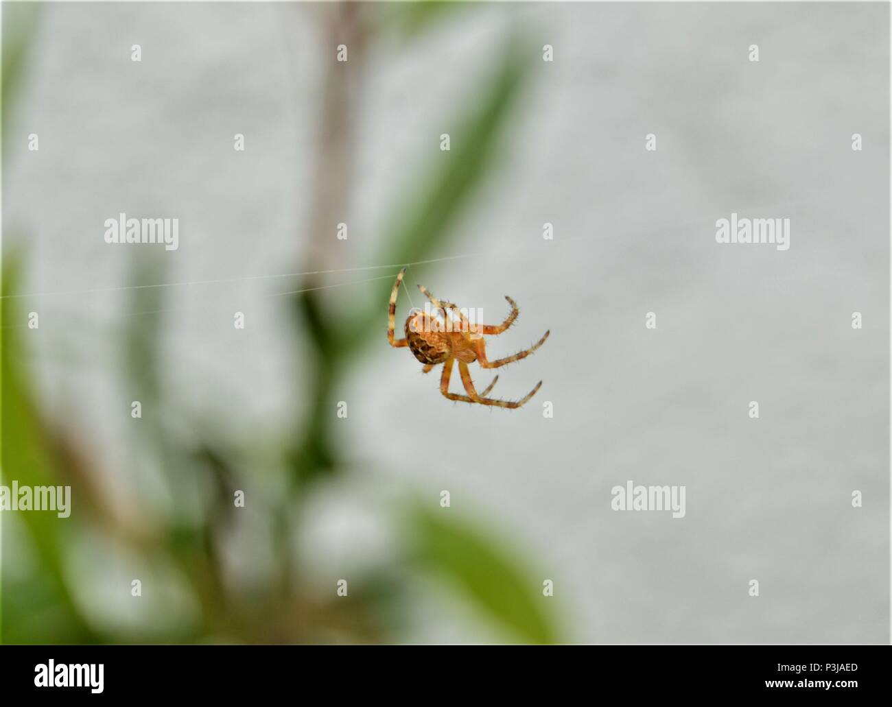 Minuscule Spider