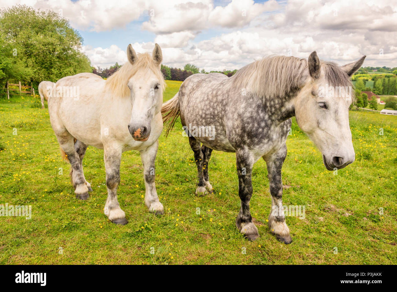 Close up of two white and dappled french percherons horses, Perche ...