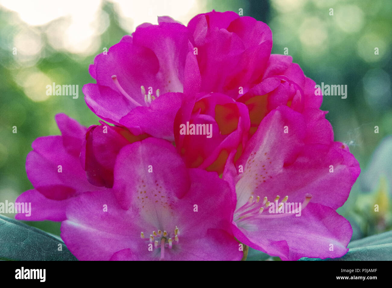 Beautiful rhododendron flowers Stock Photo - Alamy