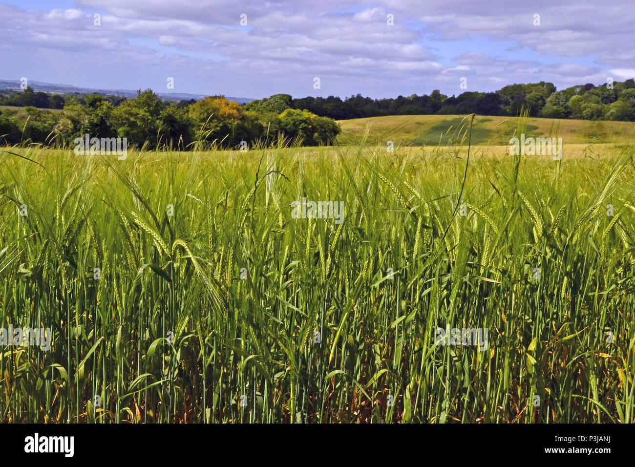 Wheat field in England, June. Brush Hill, Princes Risborough, Bucks ...
