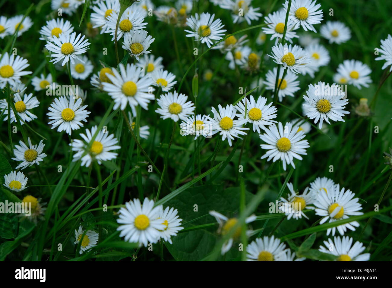 Daisies in a park in June Stock Photo - Alamy