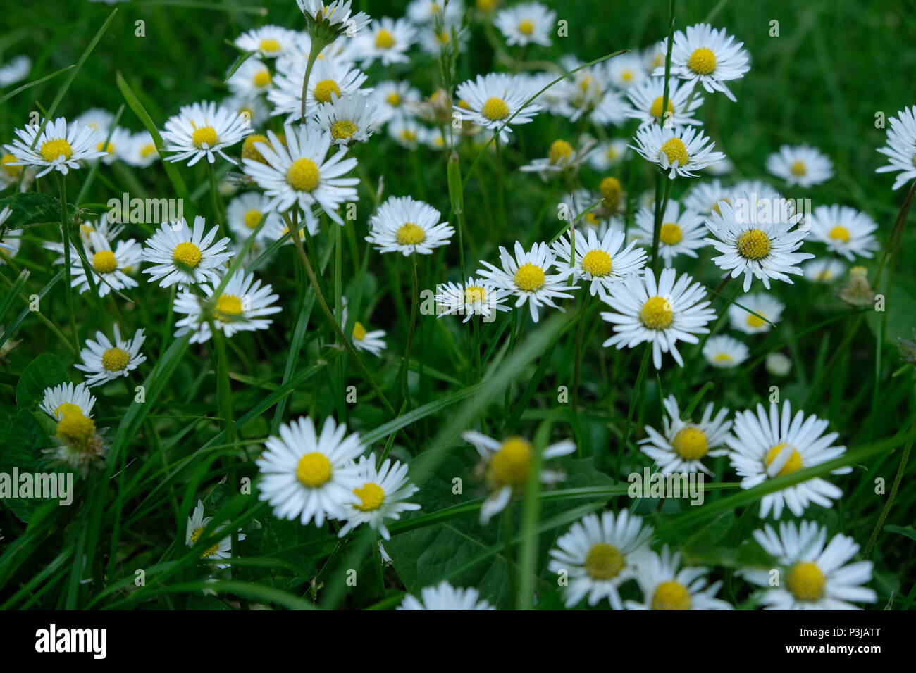 Daisies in a park in June Stock Photo - Alamy