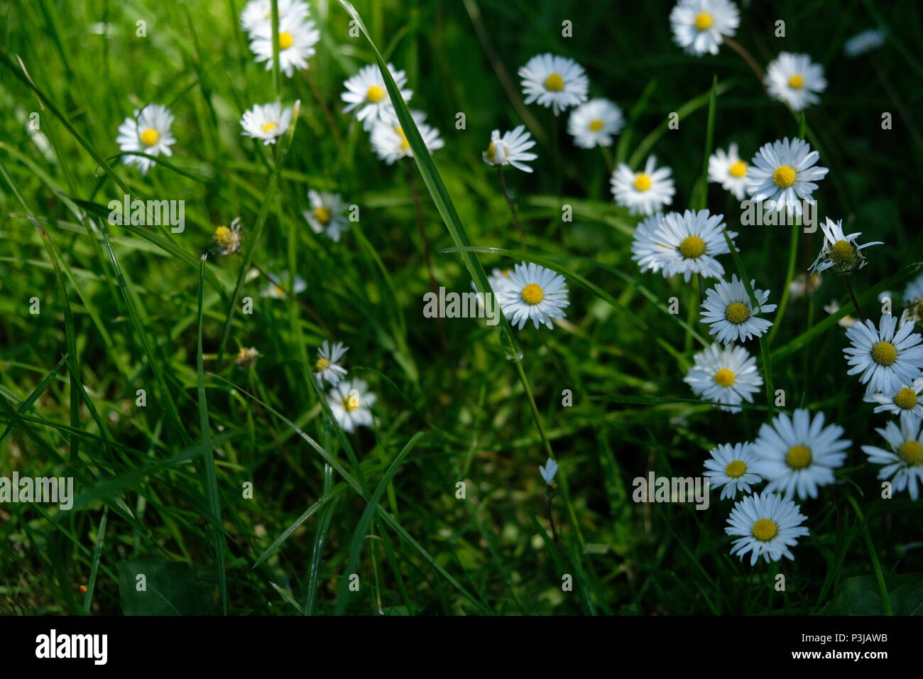 Daisies in a park in June Stock Photo - Alamy