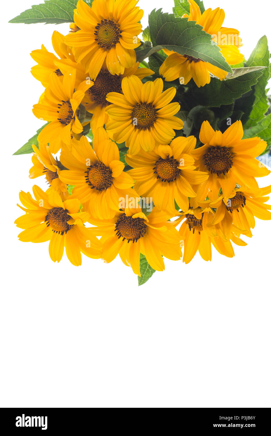 bouquet of yellow big daisies on a white background Stock Photo - Alamy
