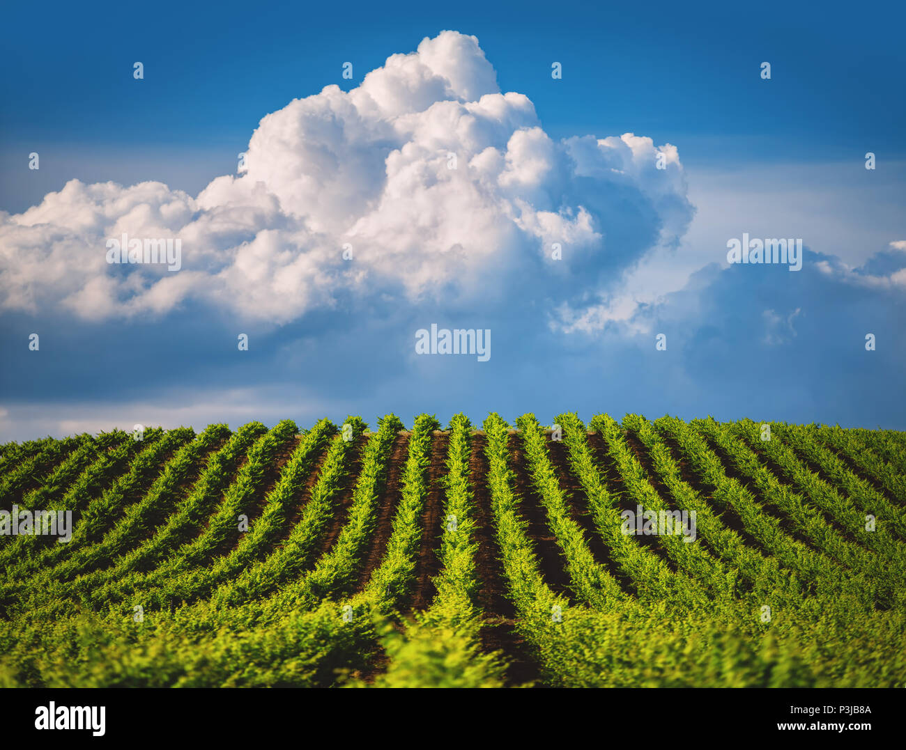 Growing vineyard and cloudy sky landscape Stock Photo - Alamy