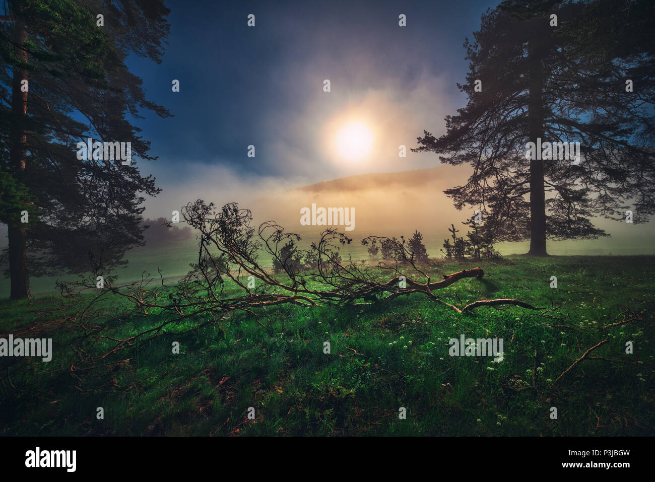 Forest landscape and morning fog in spring Stock Photo - Alamy