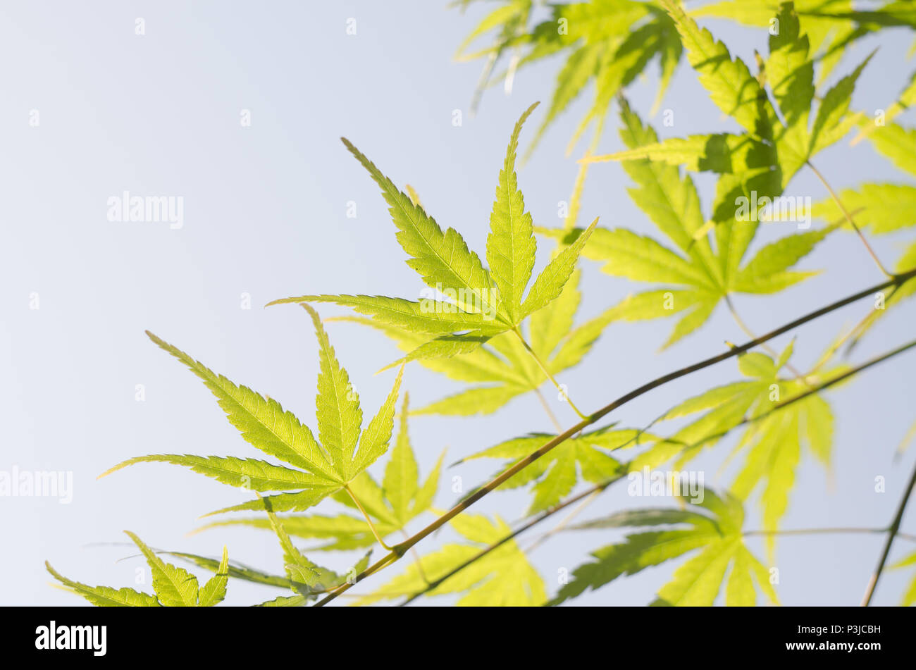 Japanese Maple Leaf Shadow High Resolution Stock Photography and Images ...
