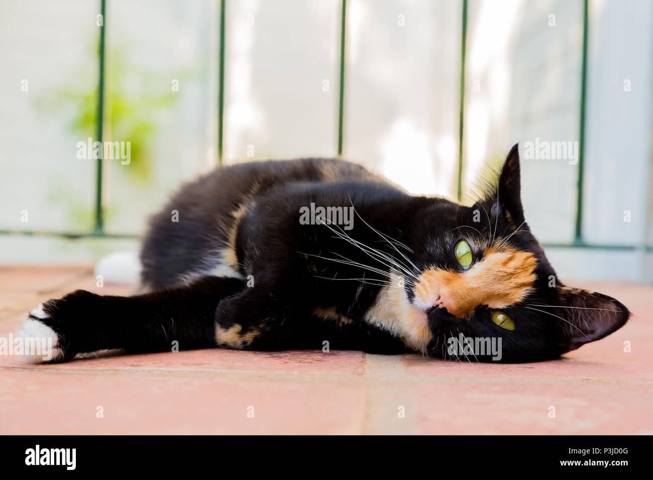 Beautiful calico tortoiseshell tabby cat lying on a balcony Stock Photo ...