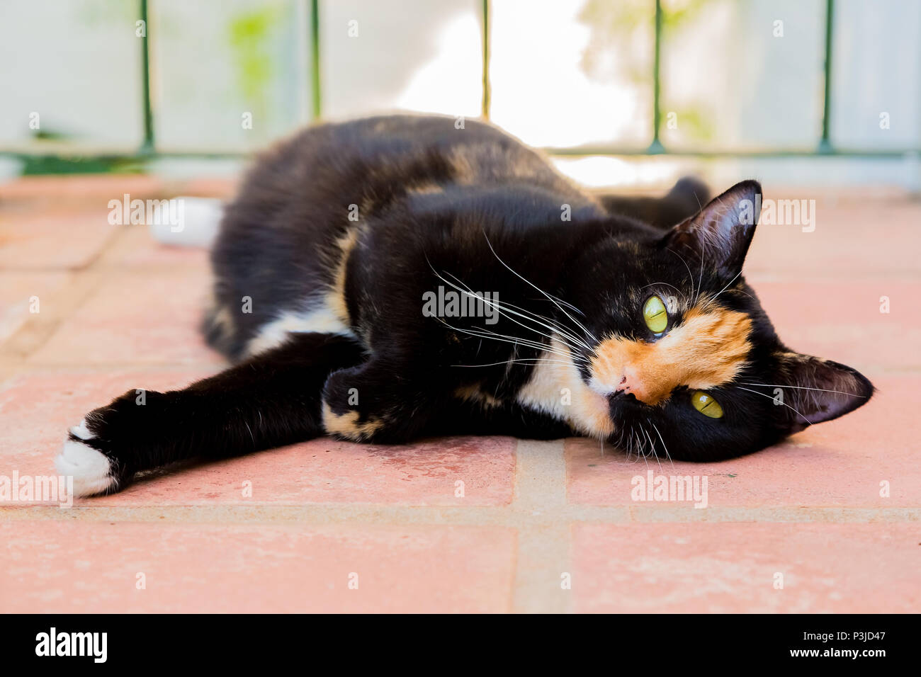 Beautiful calico tortoiseshell tabby cat lying on a balcony Stock Photo ...