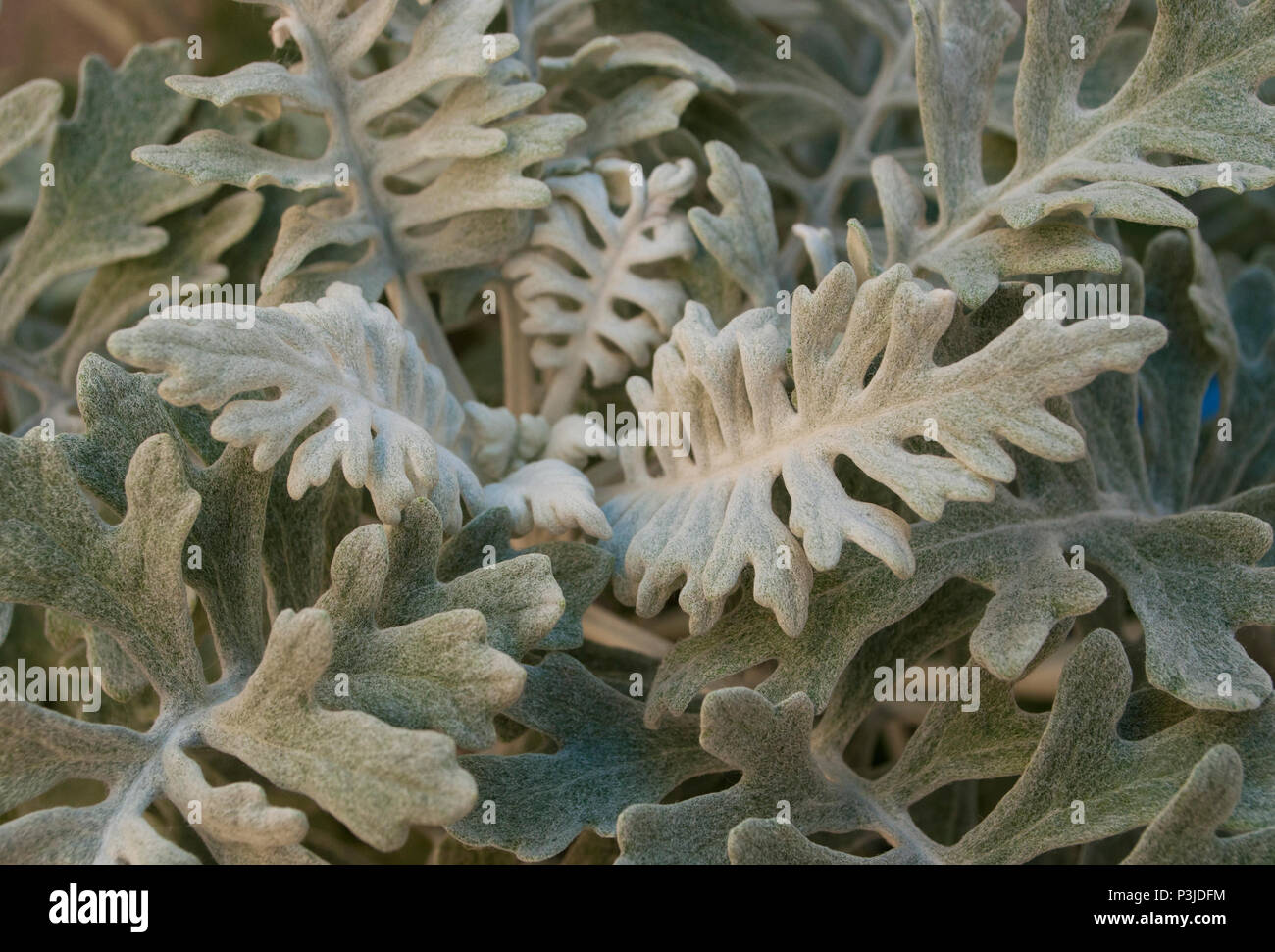 Silver ragwort hi-res stock photography and images - Alamy