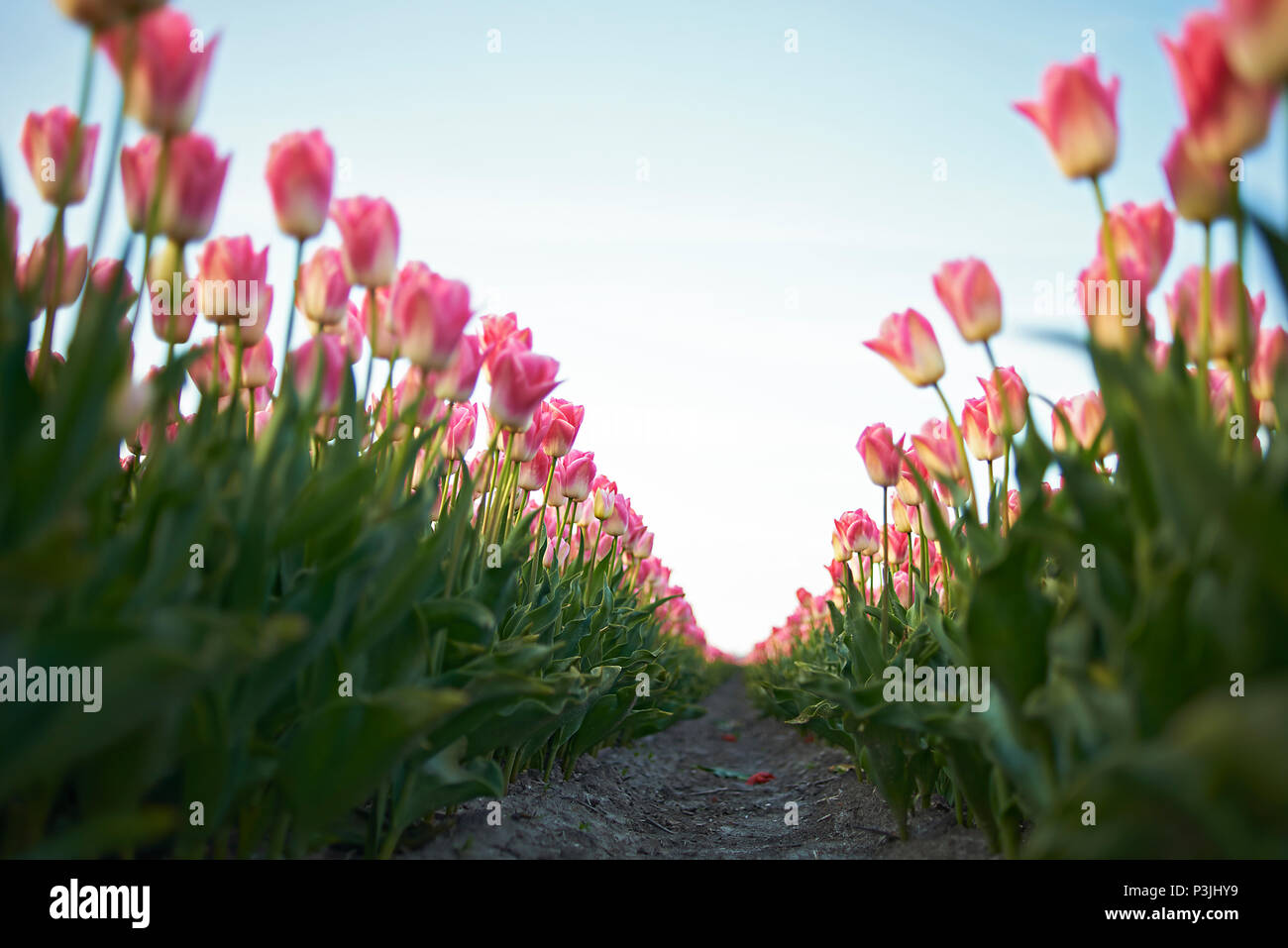 Stunning row of pink tulips disappearing into the horizon in a field in ...