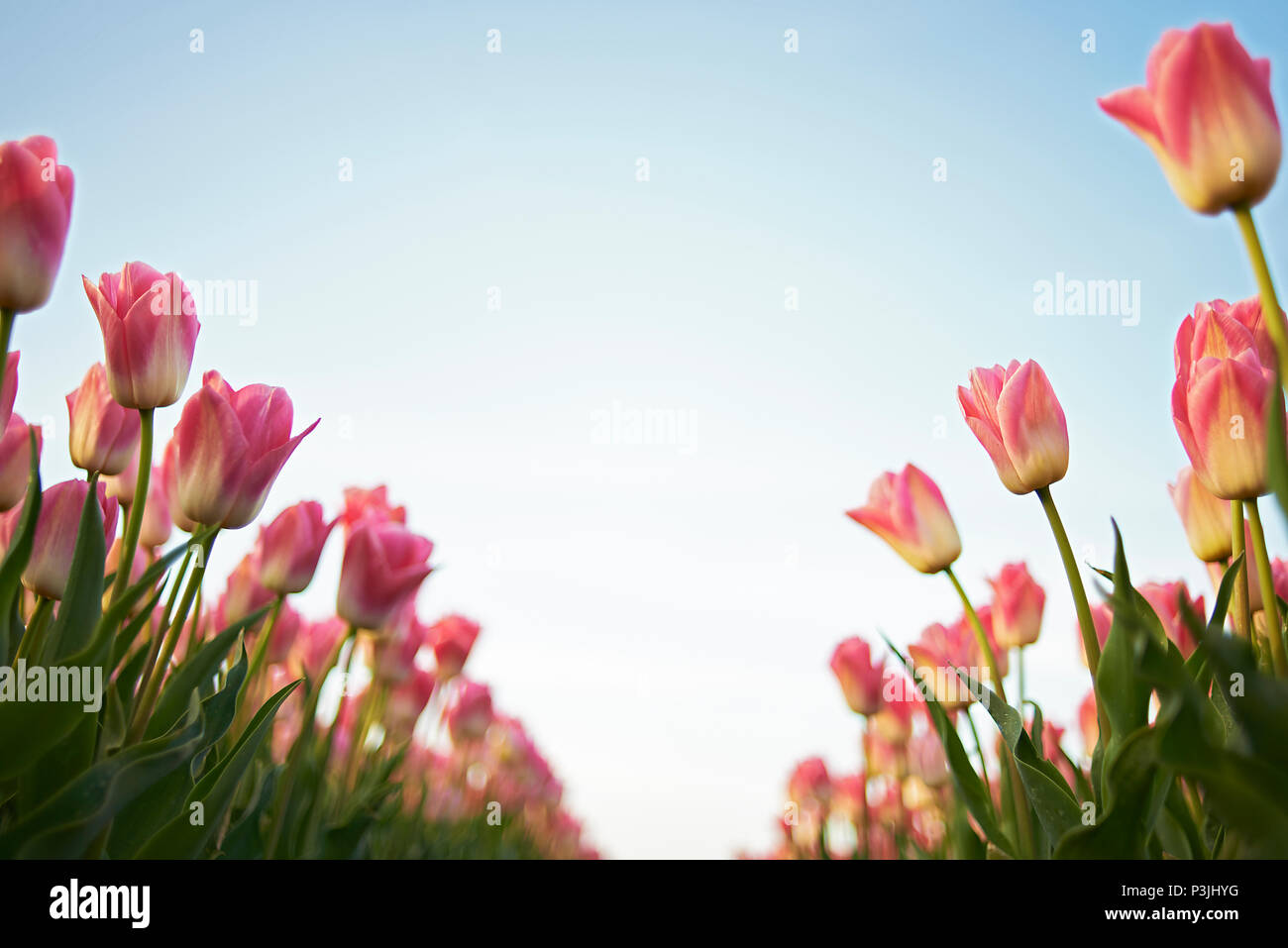 Stunning row of pink tulips disappearing into the horizon in a field in ...