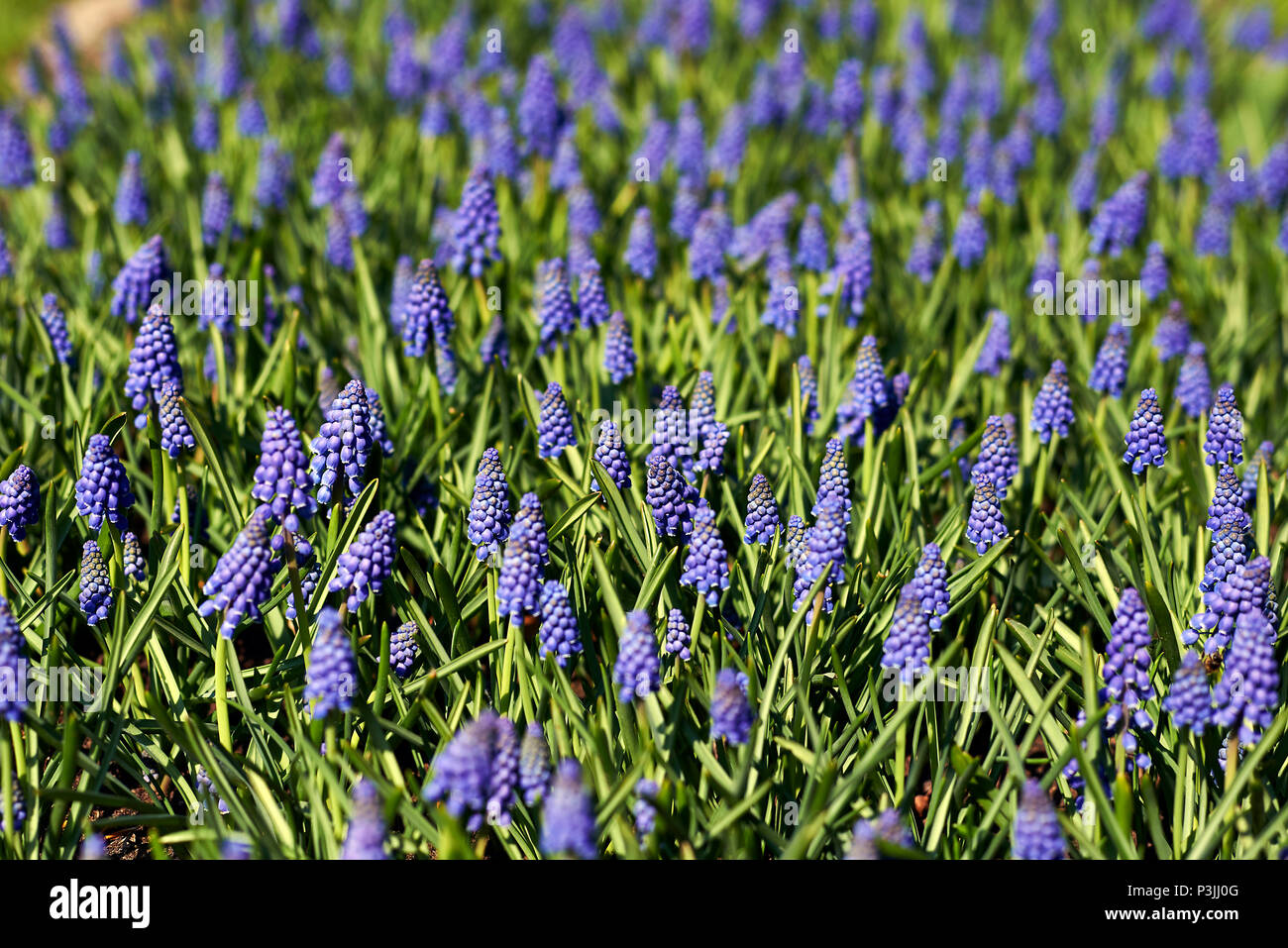 Wide angle shot of a field of purple Hyacinth flowers in full bloom at ...