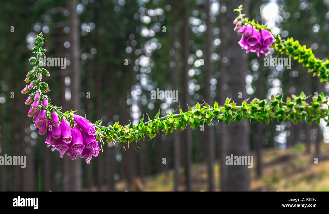 Colorful mountain flowers blossoming hi-res stock photography and ...